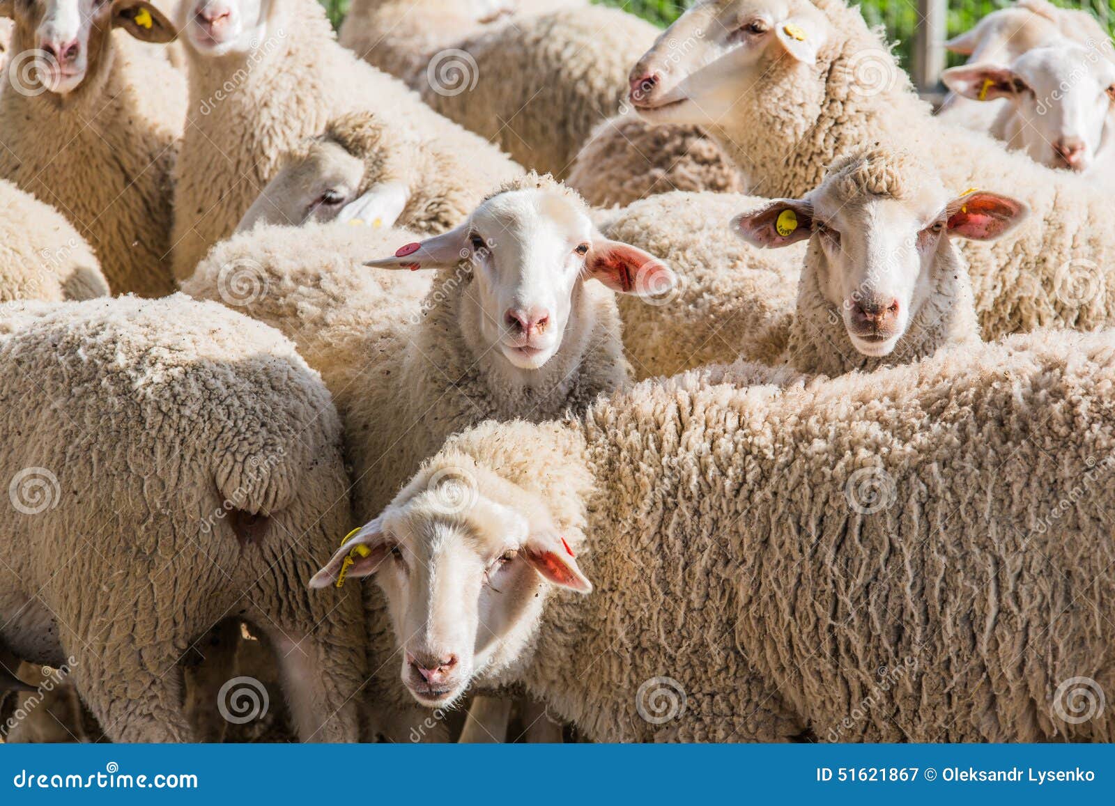 Gregge Delle Pecore Bianche Immagine Stock - Immagine di pecora, pecore ...
