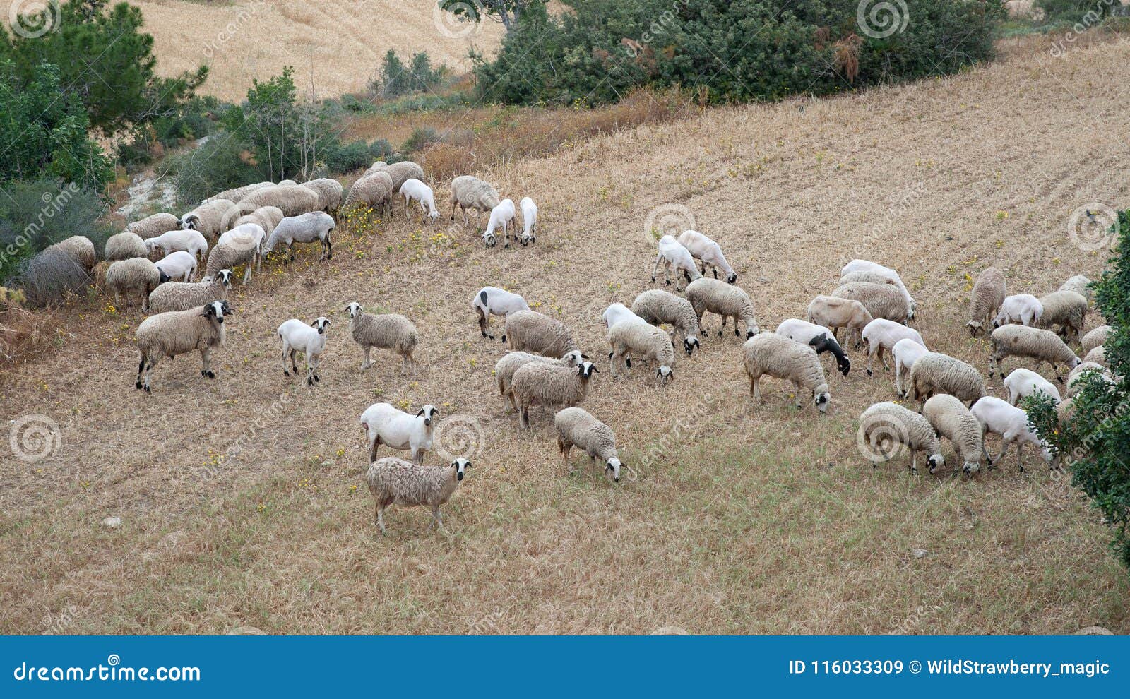 Gregge Delle Pecore Che Pascono Immagine Stock - Immagine di rurale ...