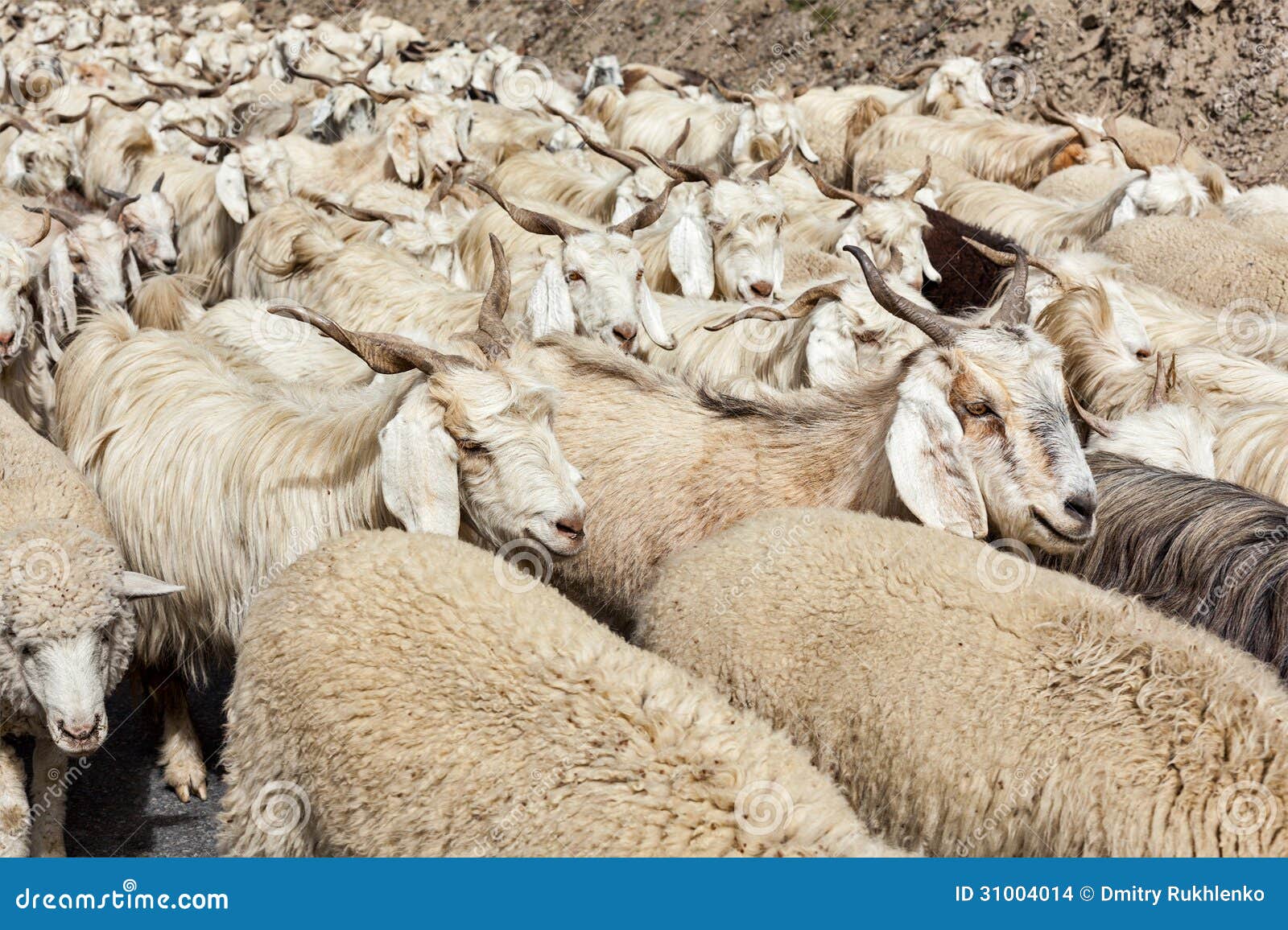 Gregge Delle Pecore E Delle Capre Di Pashmina in Himalaya Fotografia ...