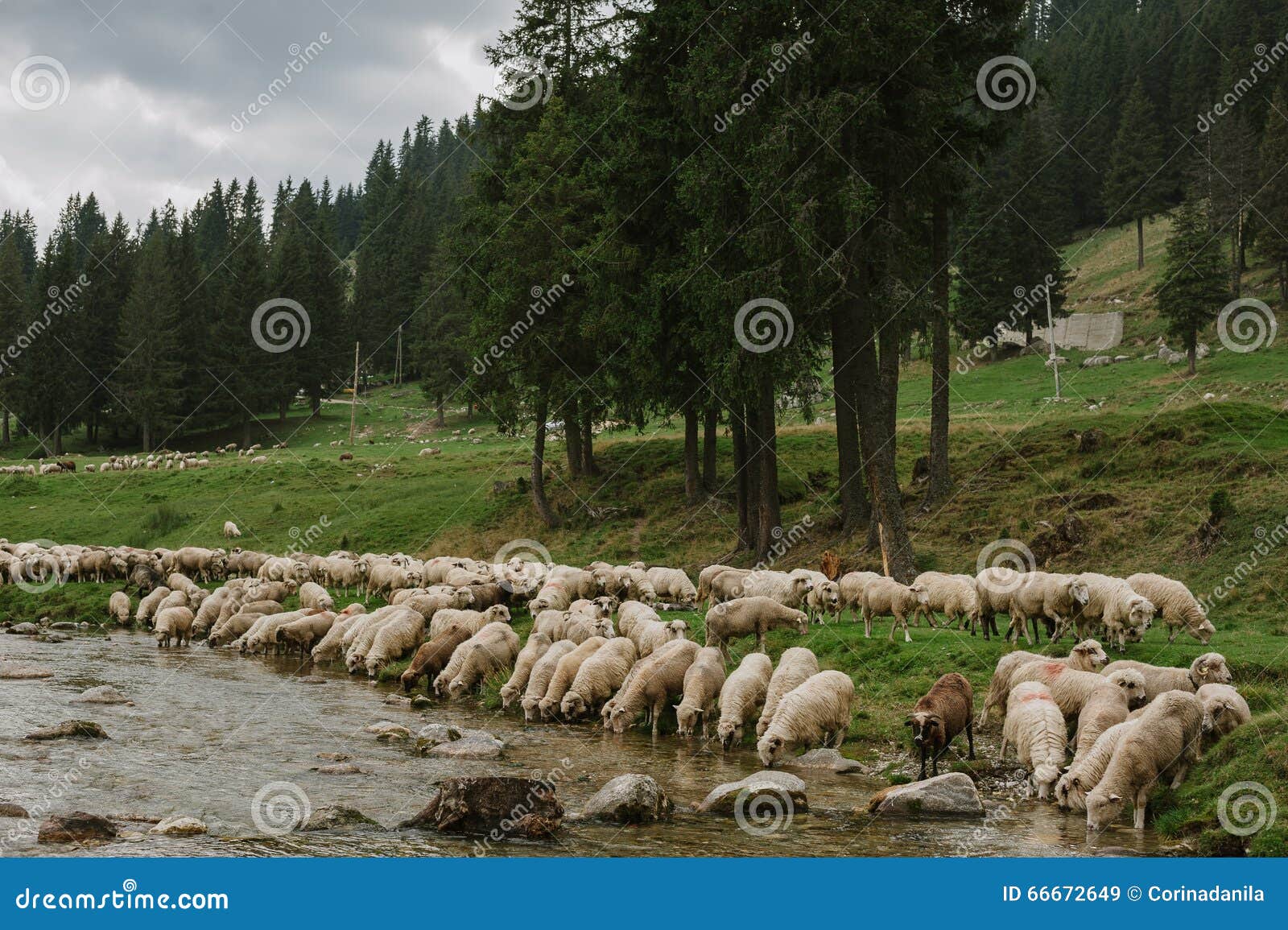 Gregge Delle Pecore Sul Fiume Immagine Stock - Immagine di pasci ...