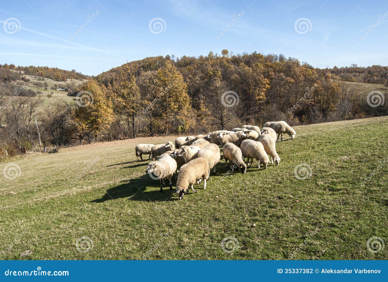 Gregge Delle Pecore Sul Pascolo Della Montagna Fotografia Stock ...