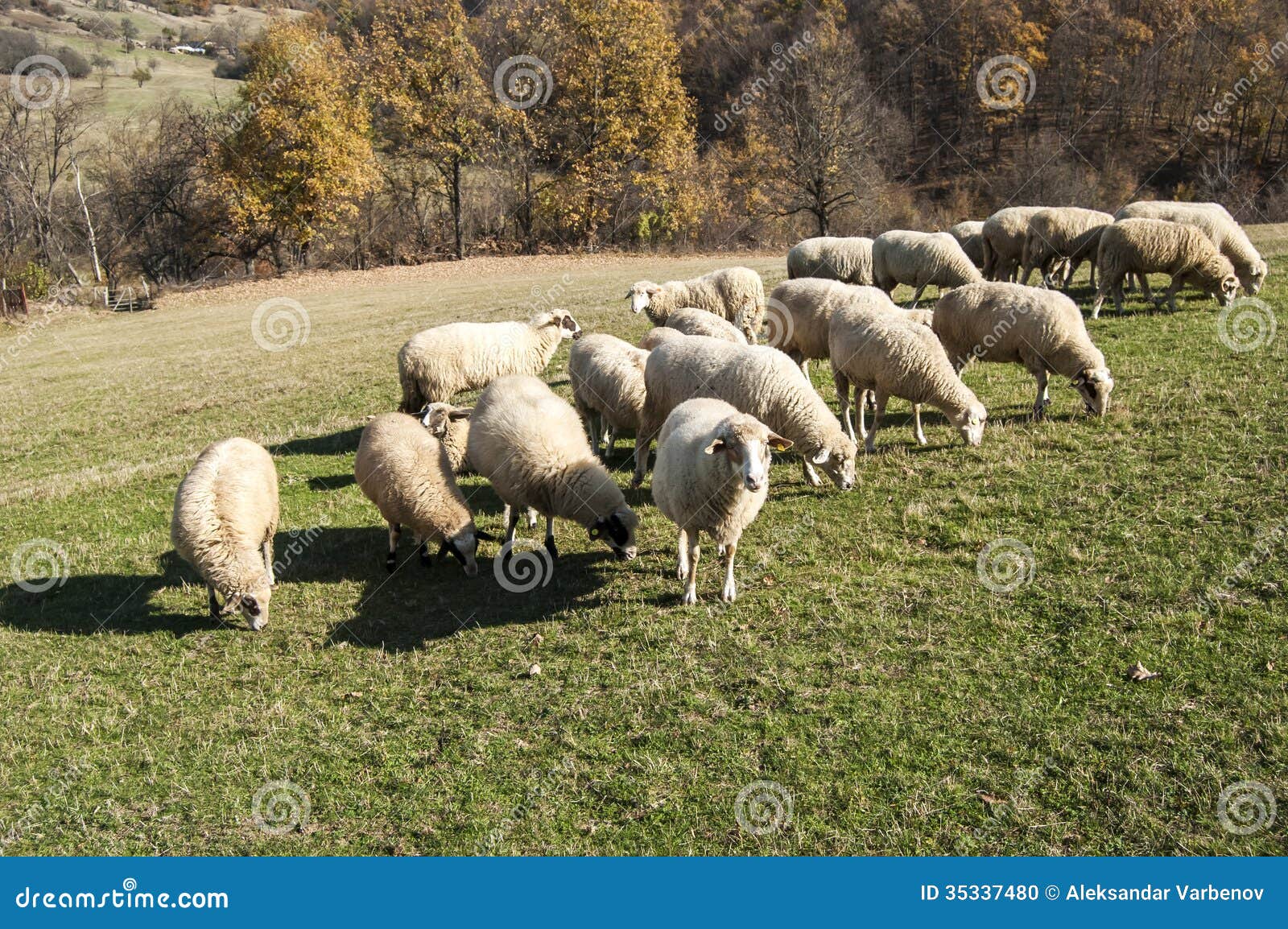 Gregge Delle Pecore Sul Pascolo Della Montagna Fotografia Stock ...
