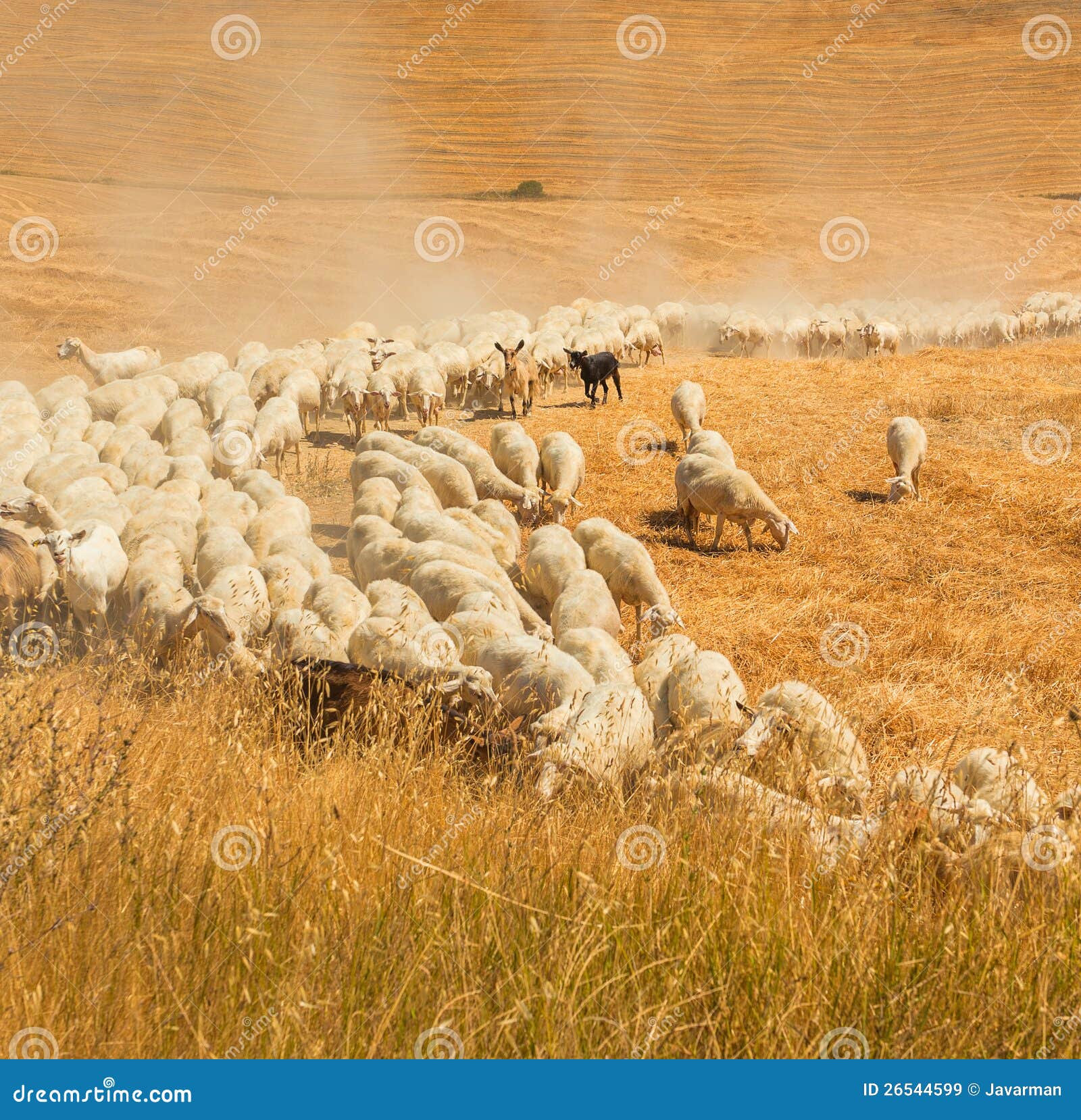 Gregge Delle Pecore in Un Campo Della Toscana Immagine Stock - Immagine ...