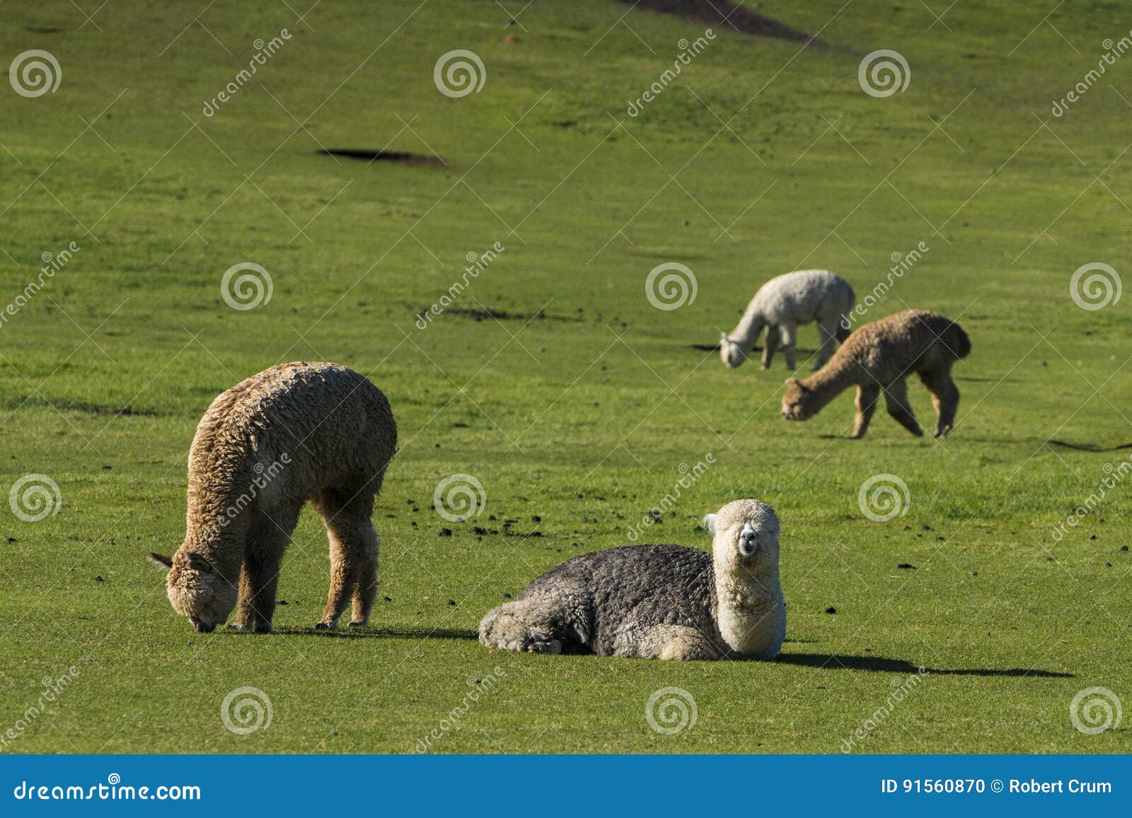 Gregge Di Alpaga Su Un Ranch Fotografia Stock - Immagine di marrone ...