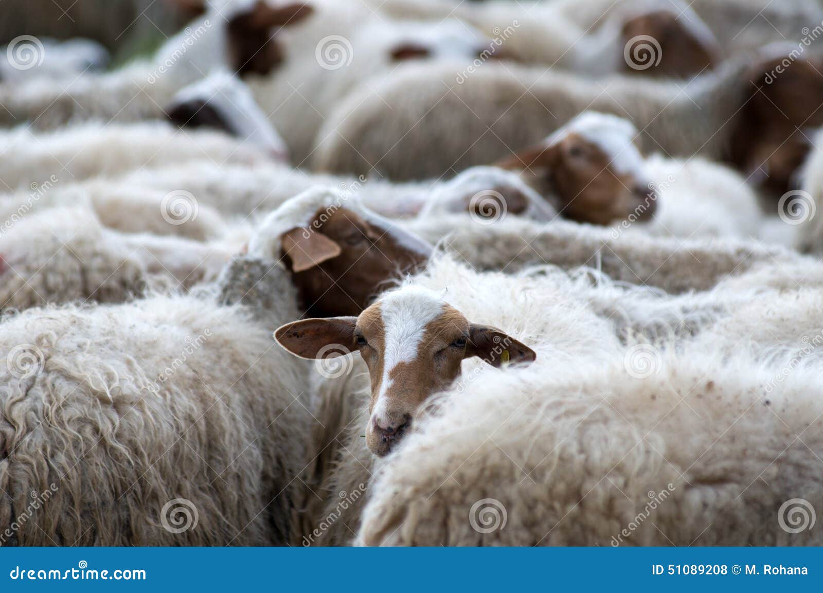 Gregge di herd fotografia stock. Immagine di nave, folla - 51089208