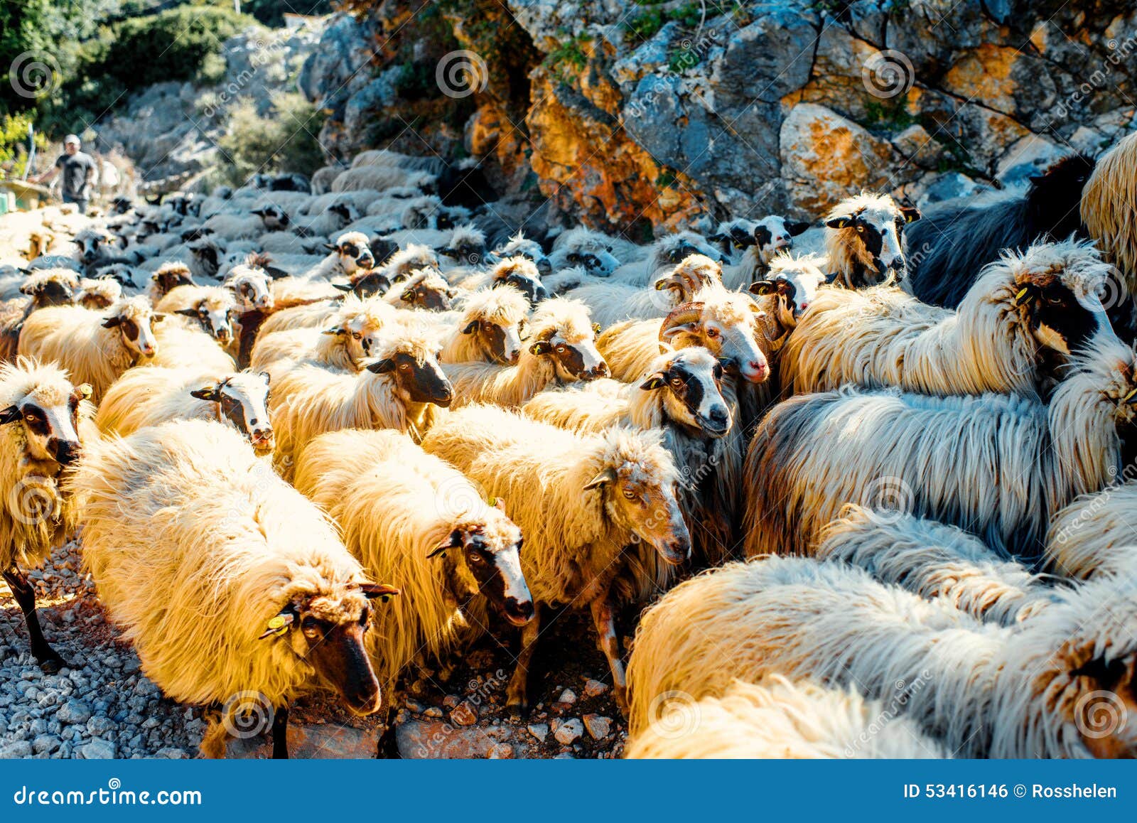 Gregge di herd fotografia stock. Immagine di animale - 53416146