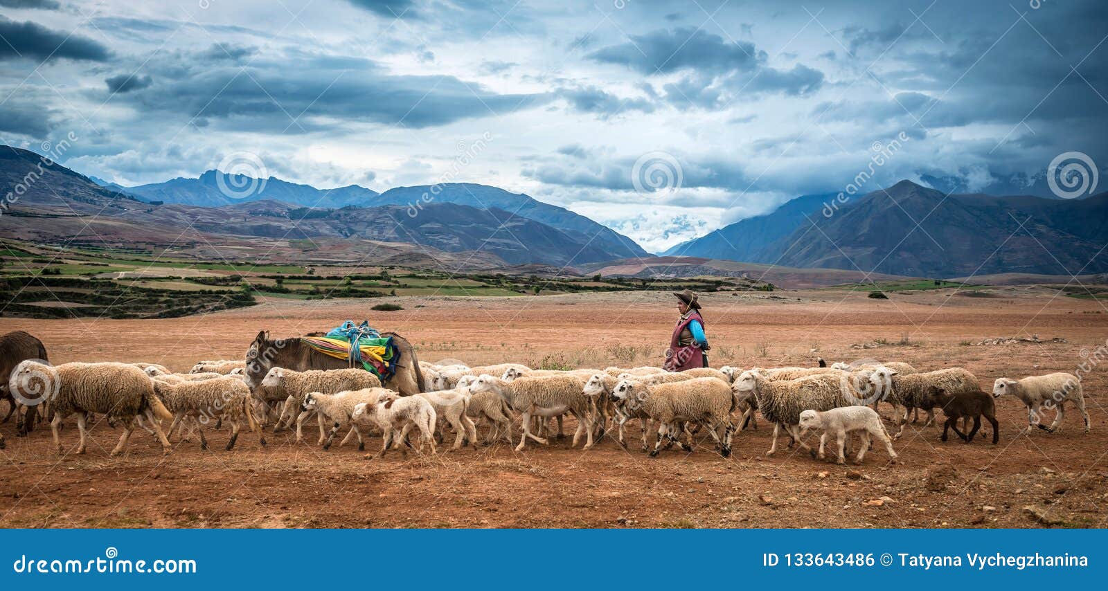 Gregge Principale Del Pastore Delle Pecore Fotografia Editoriale ...