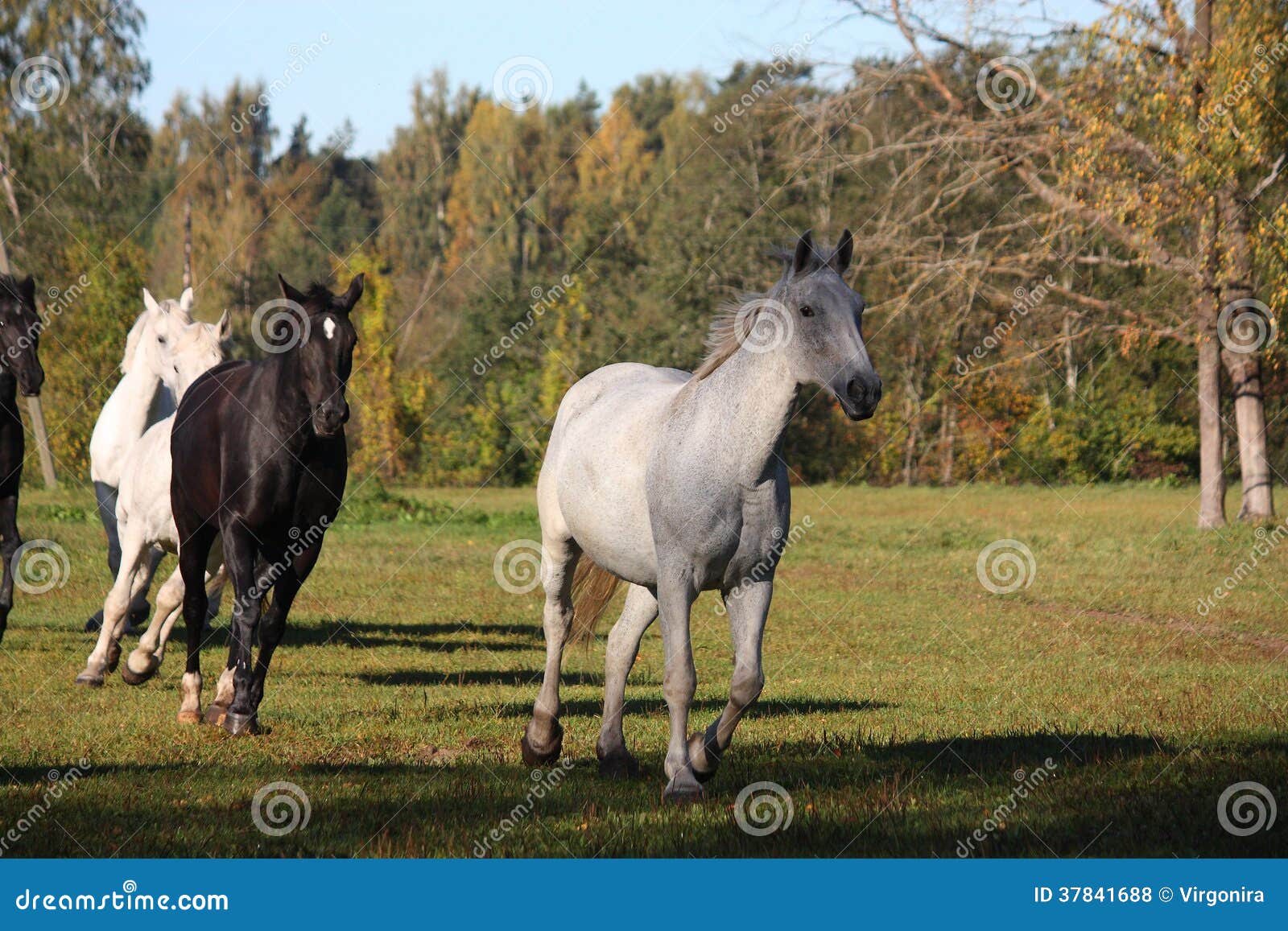 Gregge Selvaggio Che Corre Liberamente Al Pascolo Fotografia Stock ...