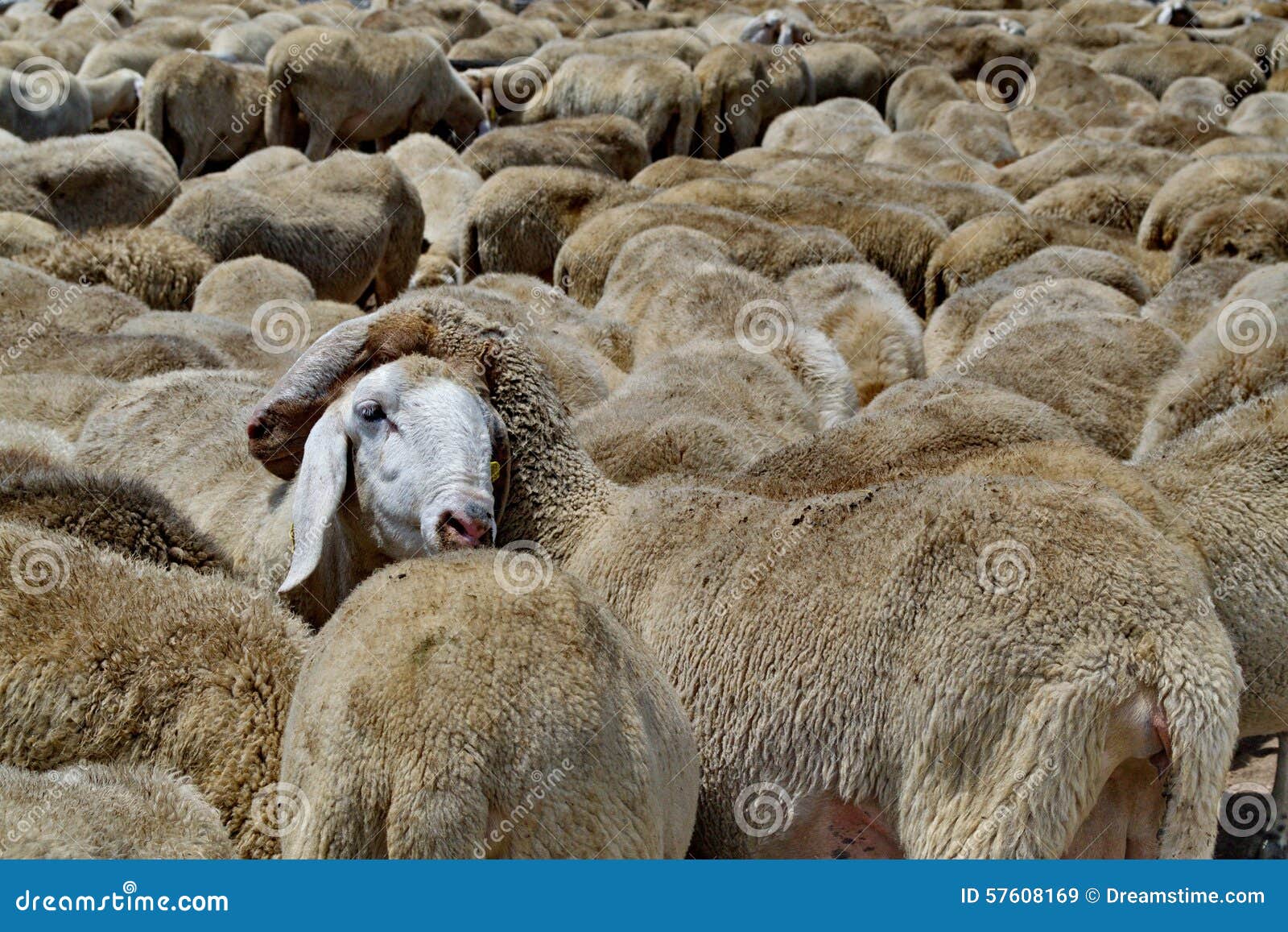 Gregge Sulle Pecore Nei Campi Italiani Immagine Stock - Immagine di ...