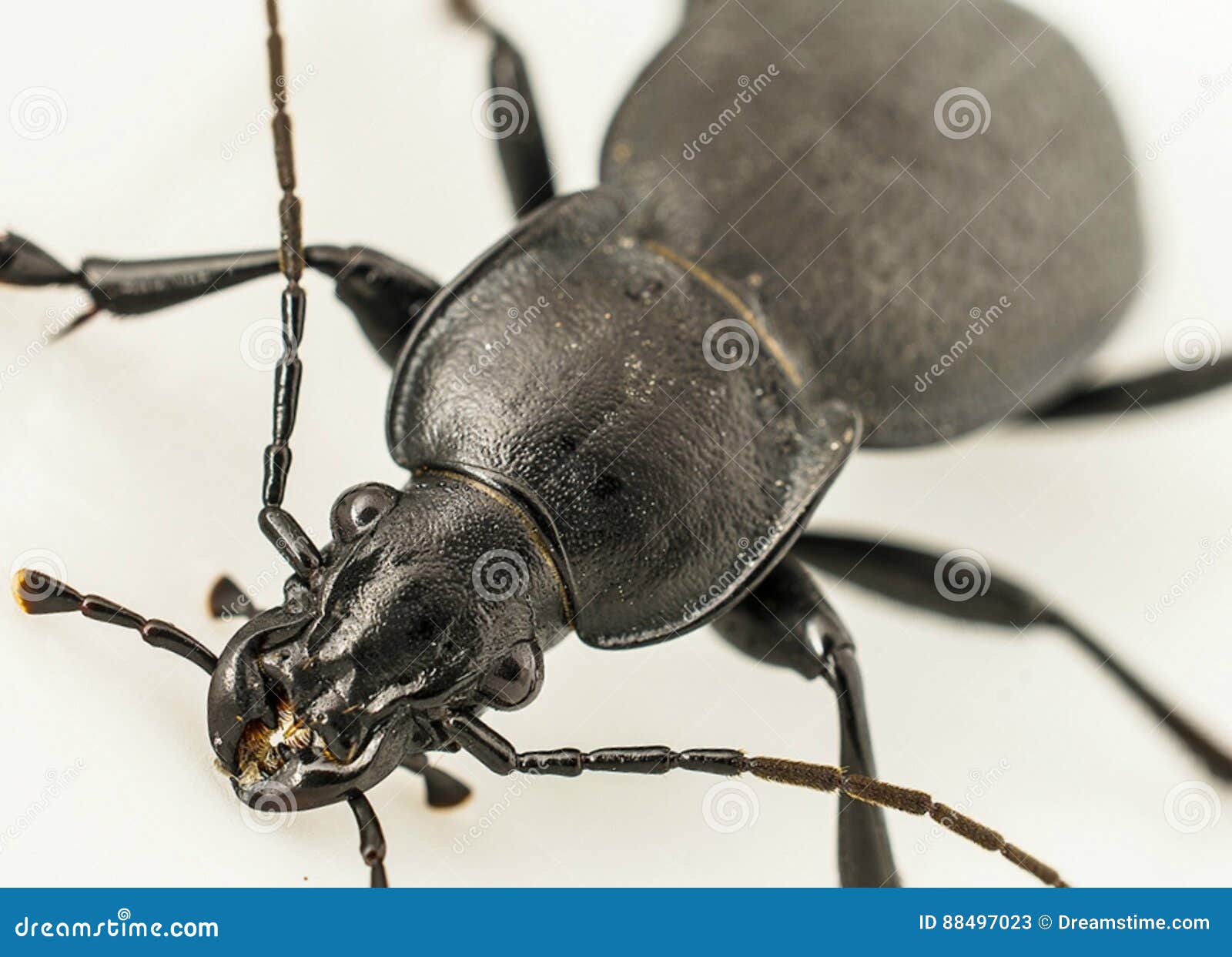 Gregor Samsa Stock Photos - Free & Royalty-Free Stock Photos from ...