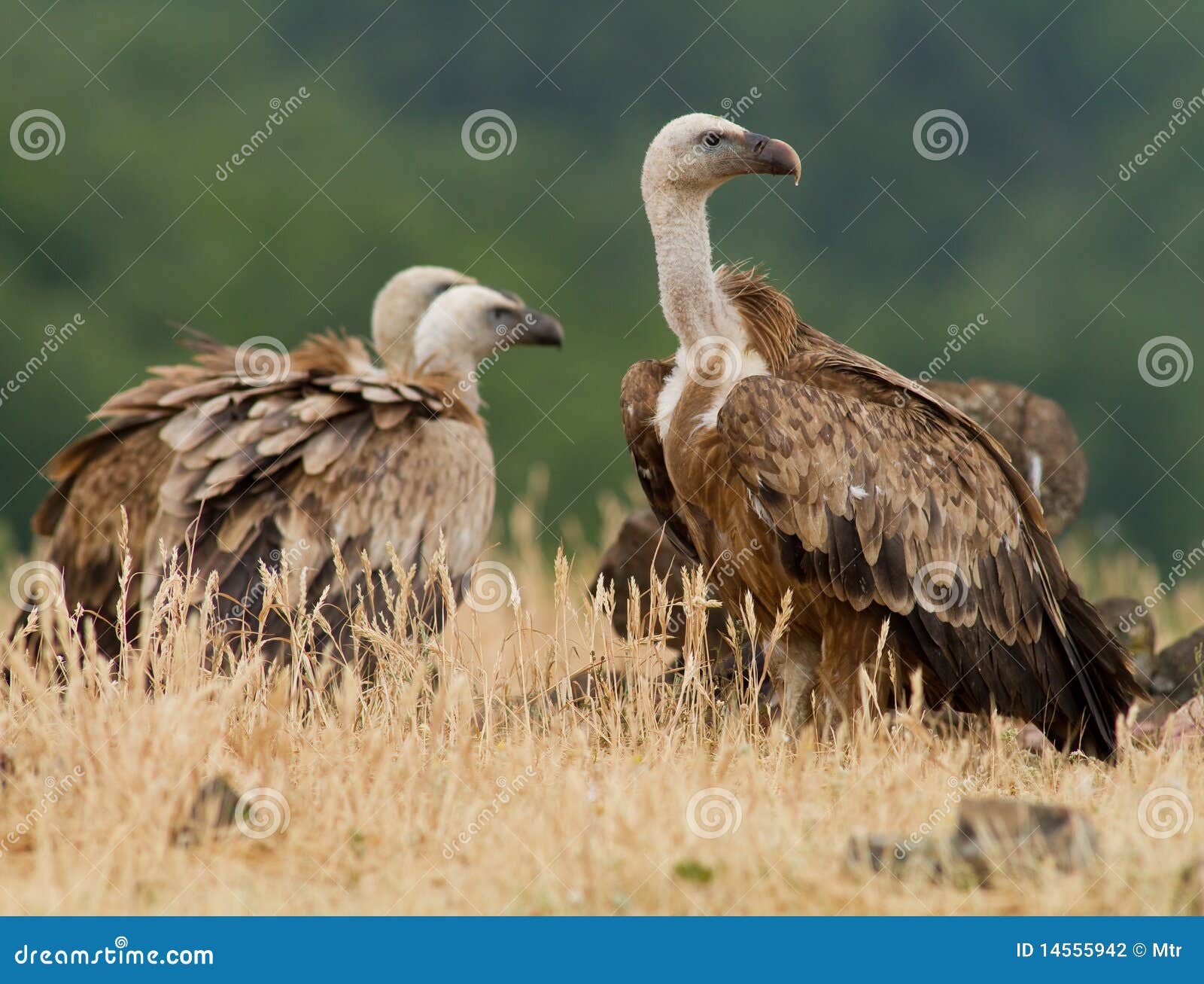 Greif-Geier (Gyps fulvus) stockfoto. Bild von verbreitung - 14555942