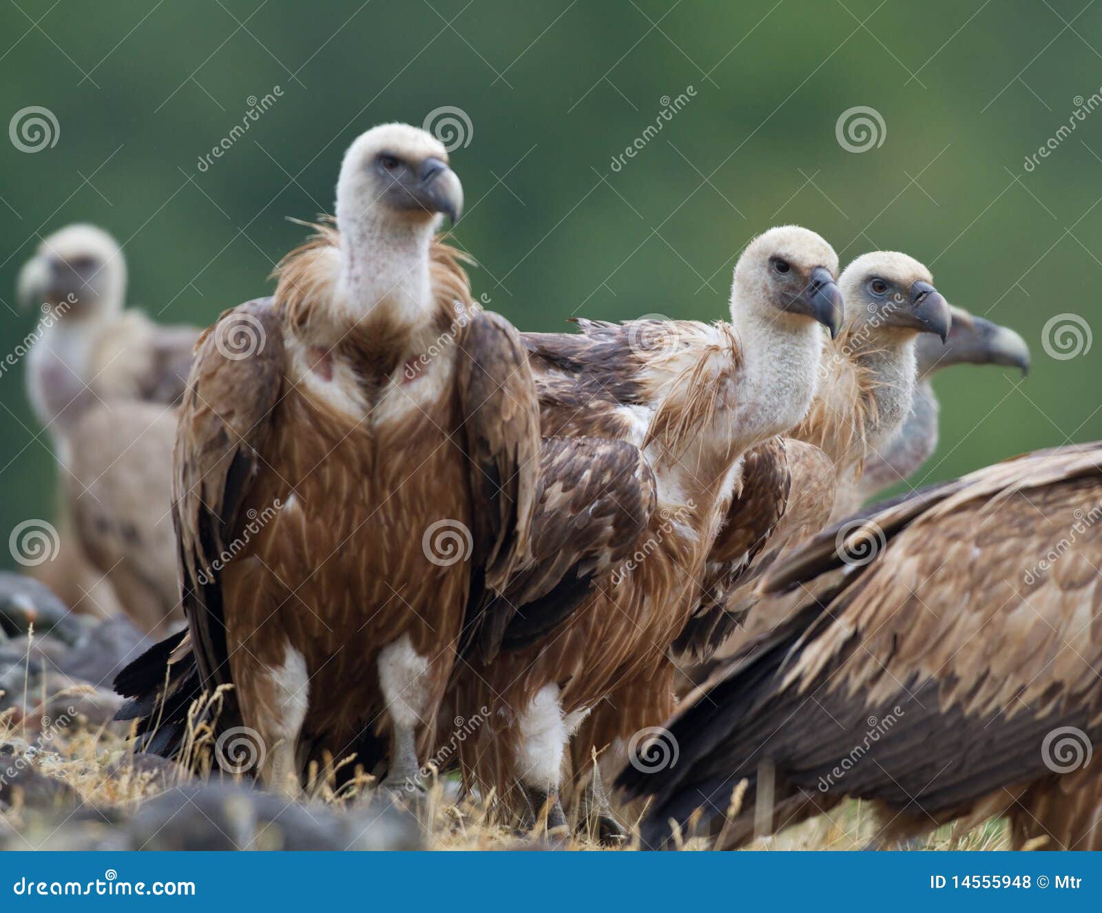 Greif-Geier (Gyps fulvus) stockfoto. Bild von flügel - 14555948