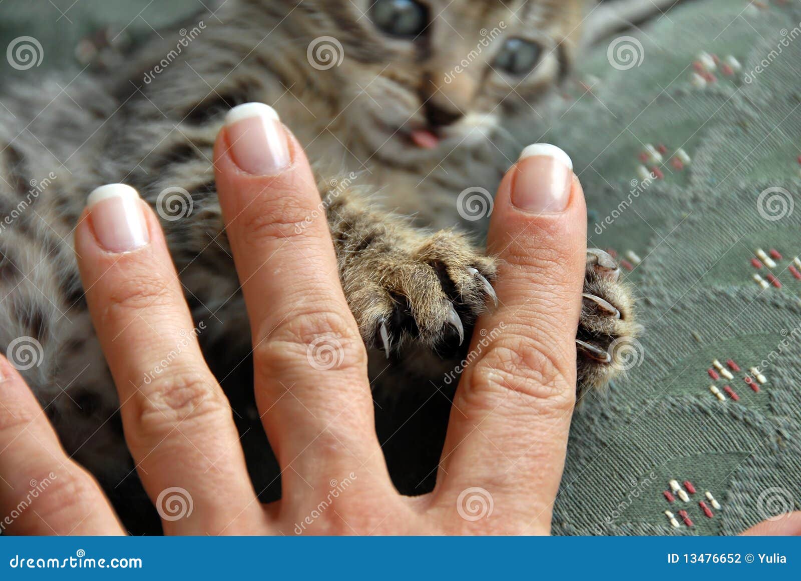 Greifer und Finger stockfoto. Bild von greifer, katze - 13476652