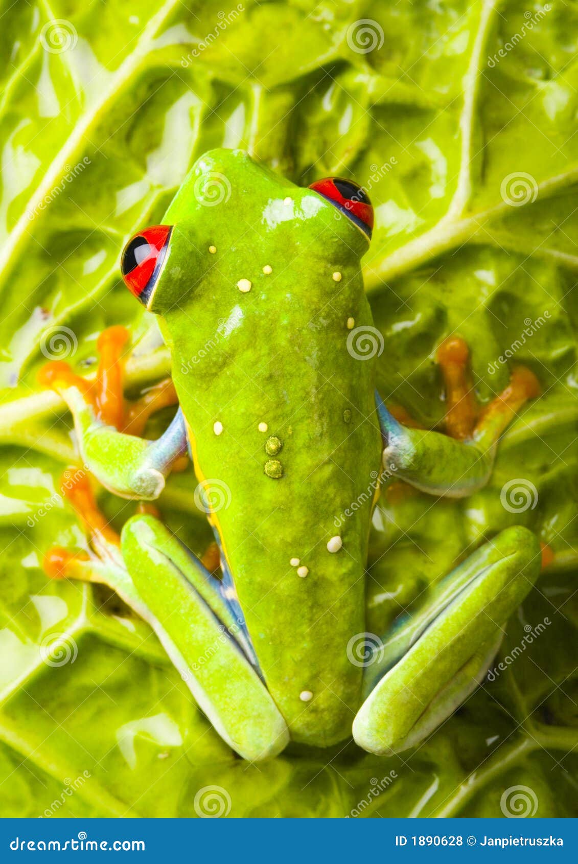 Gren frog stock photo. Image of fauna, america, bulging - 1890628