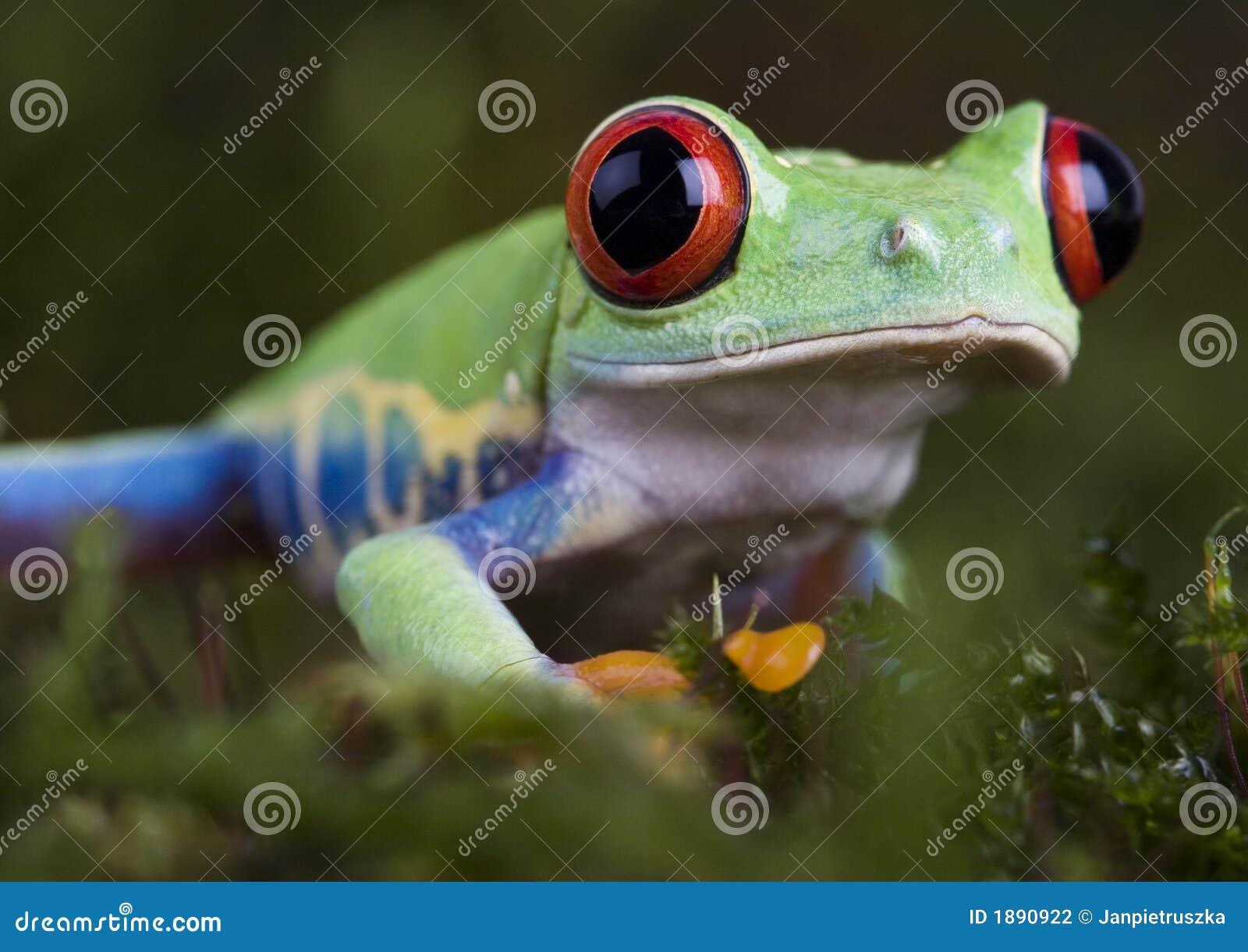 Gren Frog Picture. Image: 1890922