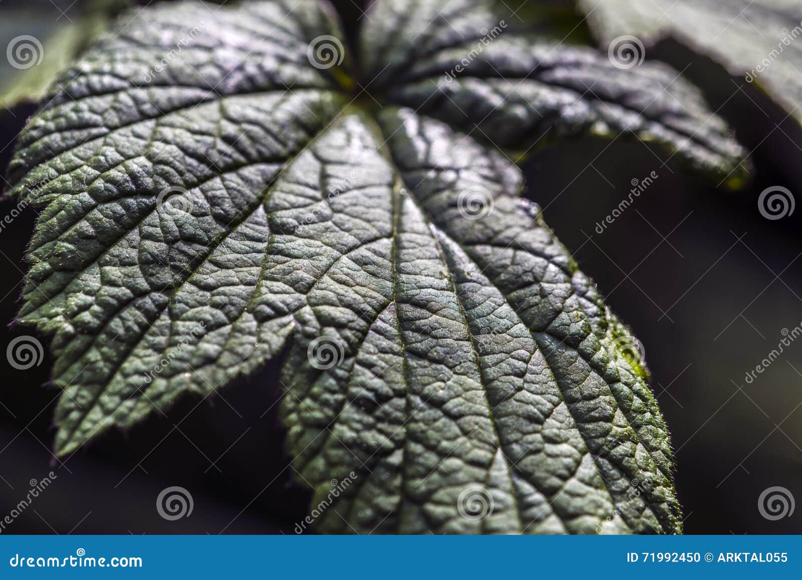 Gren leaf stock photo. Image of fresh, flowers, cycle - 71992450