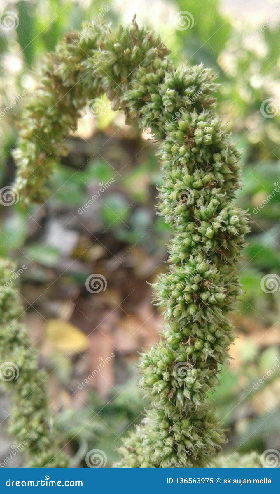 Data shak stock image. Image of shak, life, gren, data - 136563975