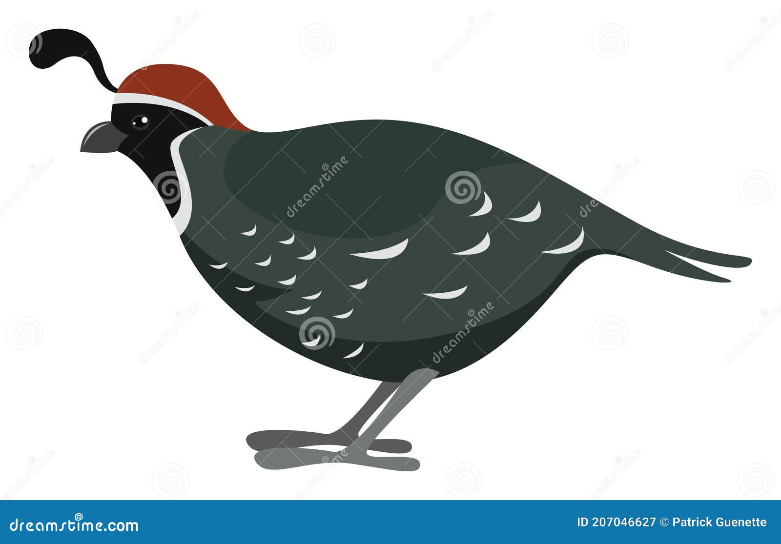 Quail Illustration, Drawing, Engraving, Ink, Line Art, Vector ...