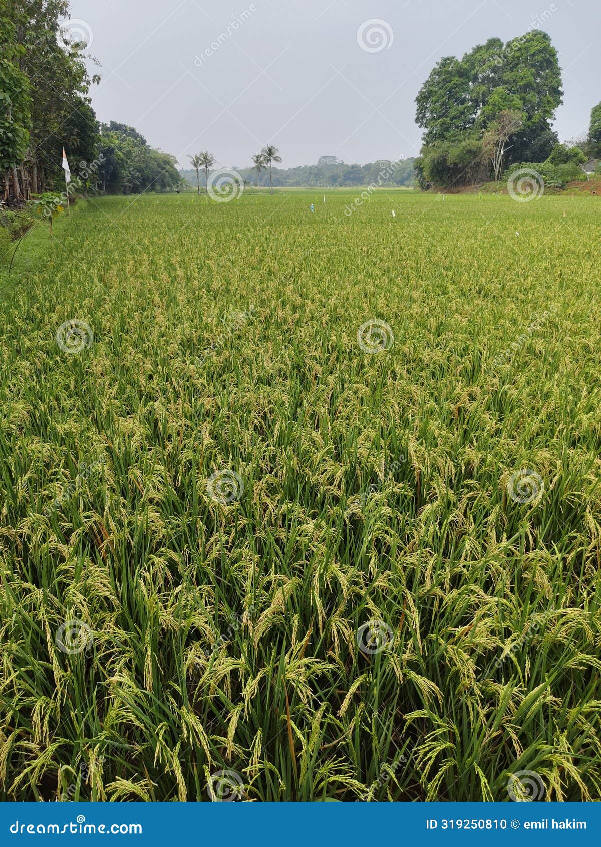 Gren and Yellow Paddy Field Ready To Harvest Stock Photo - Image of ...