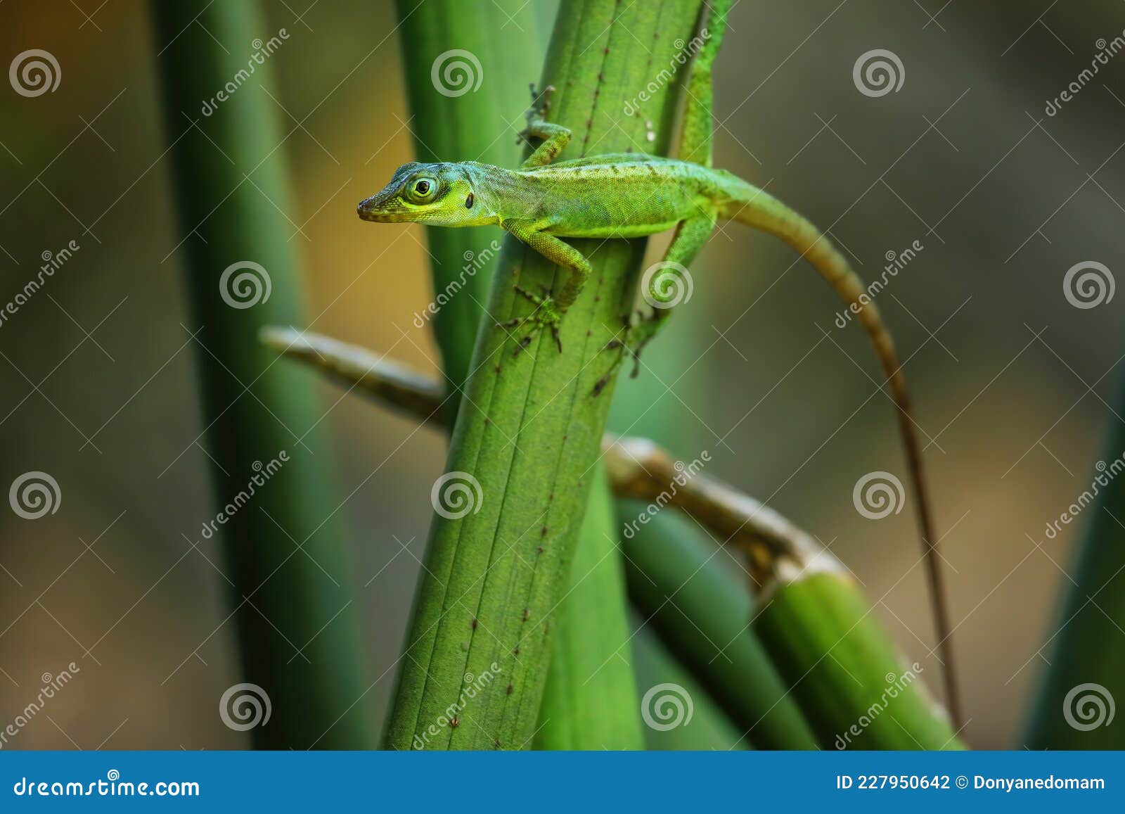 Grenada Tree Anole Sitting on a Plant, Grenada Stock Photo - Image of ...