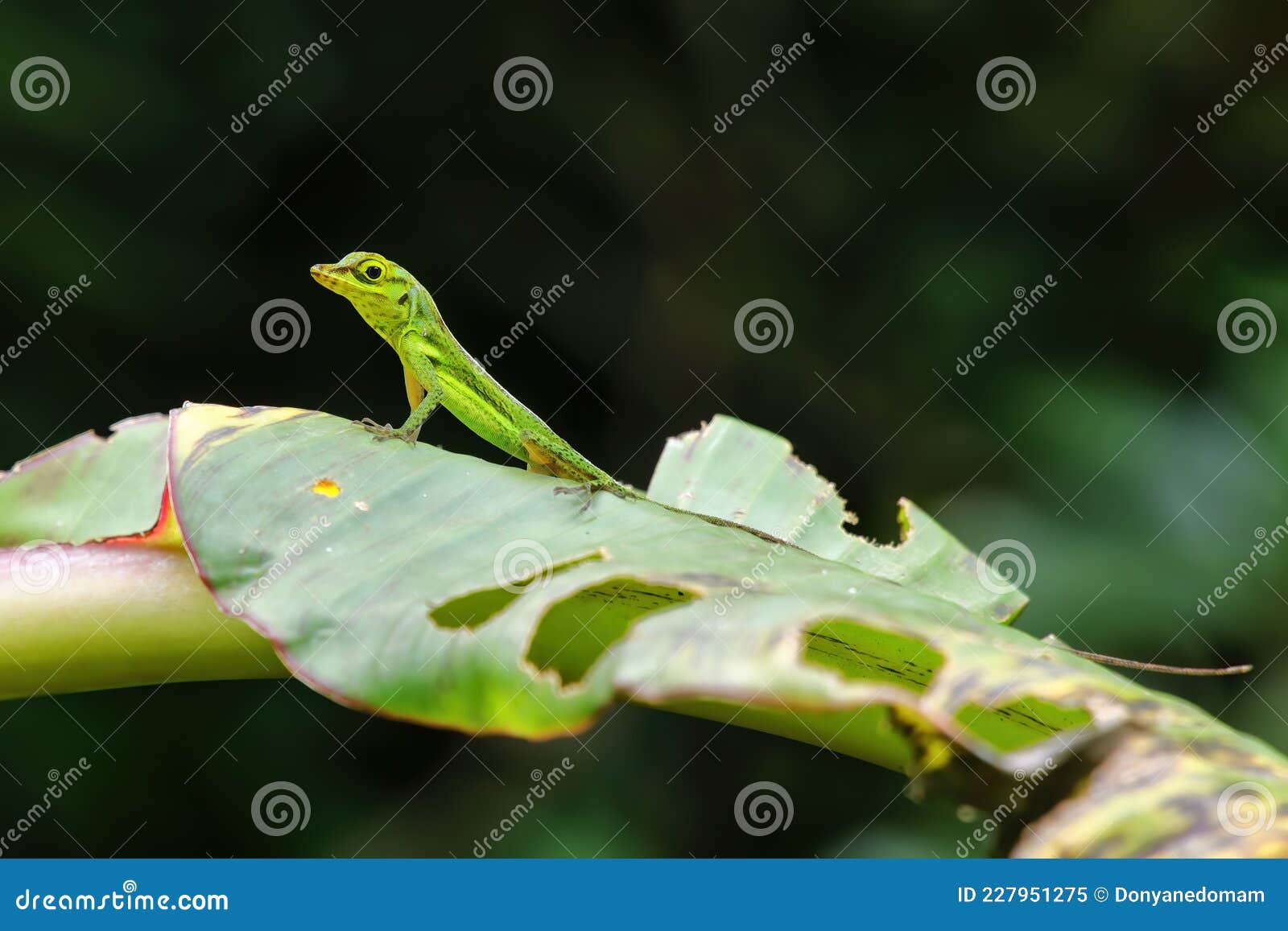 Grenada Tree Anole Sitting on a Plant, Grenada Stock Image - Image of ...