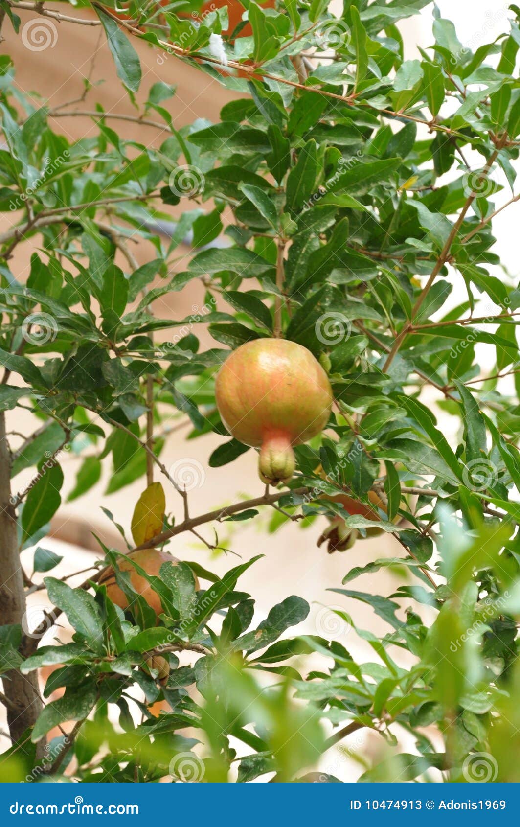 Grenade de fruit image stock. Image du feuillage, branchement - 10474913