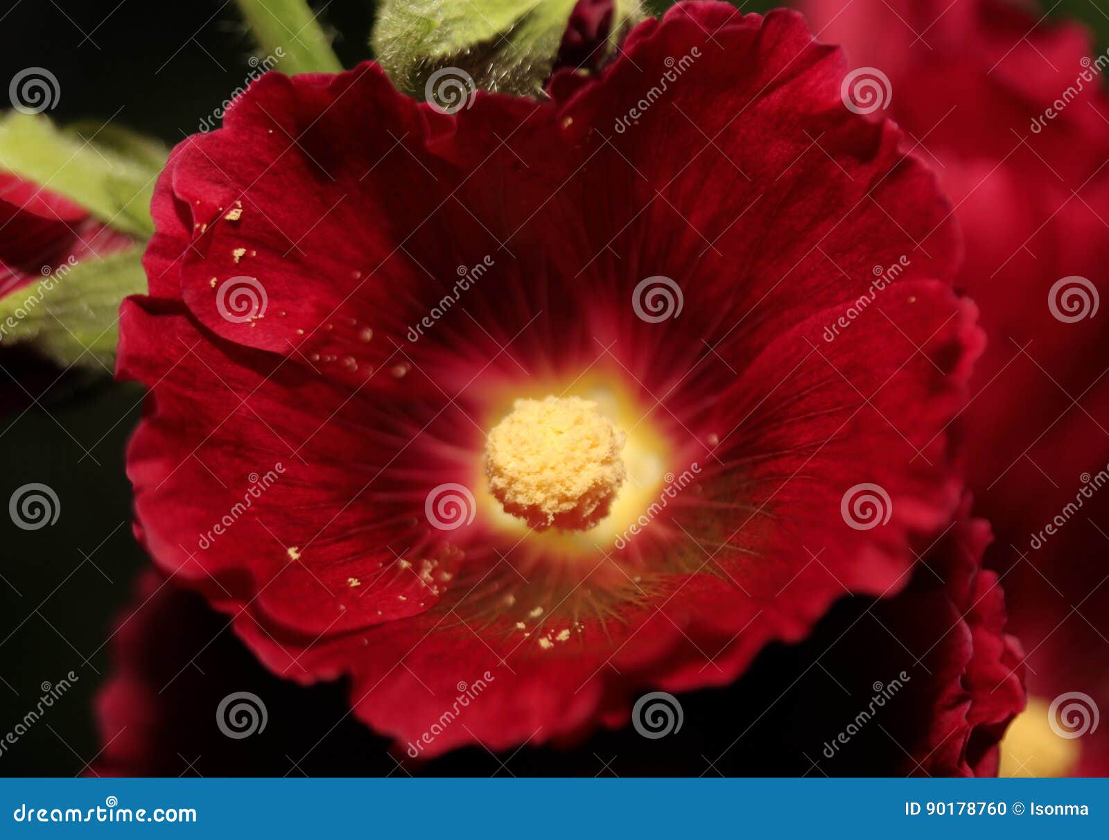 Grenade flower stock photo. Image of petal, stigma, flower - 90178760