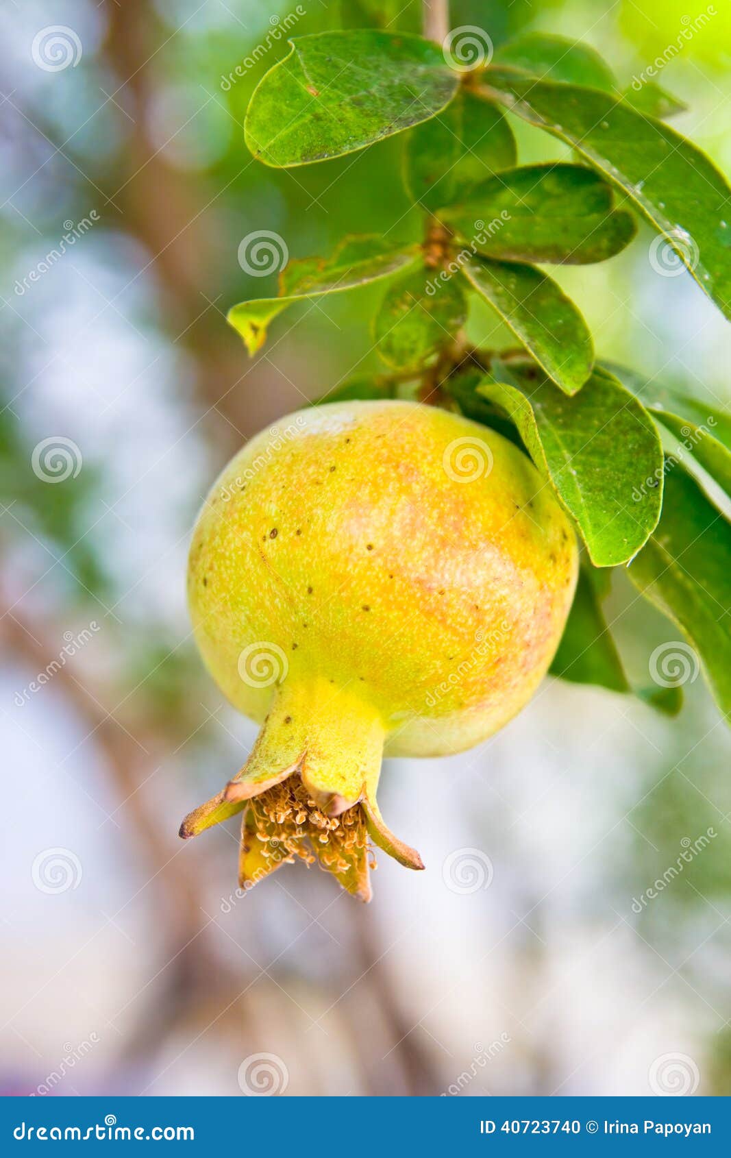 Grenade fruit on tree lit stock photo. Image of branch - 40723740