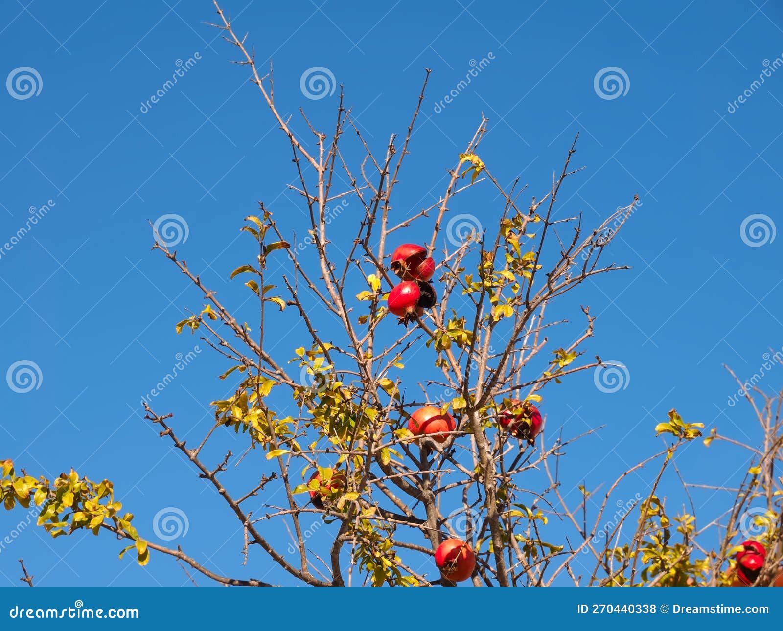 Grenades Rouges Sur Un Grenadier Photo stock - Image du lumière ...