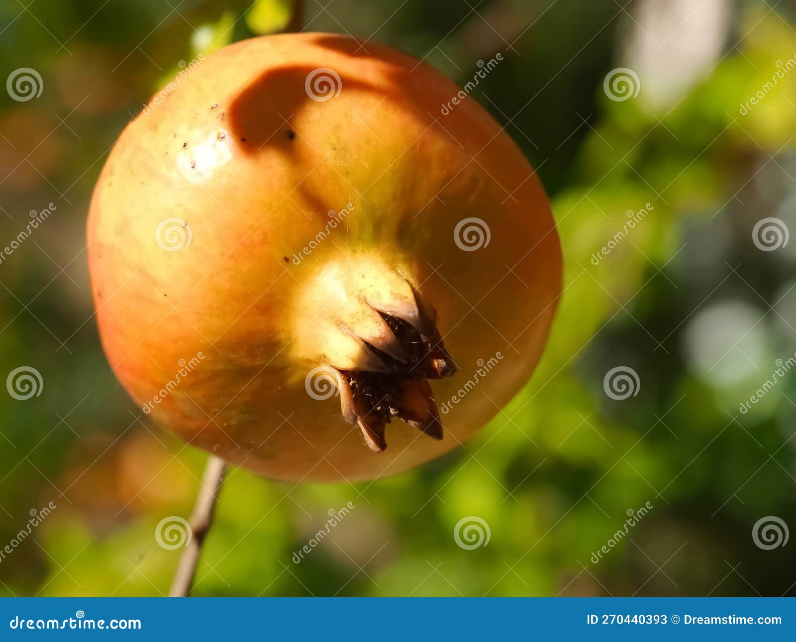 Grenades Rouges Sur Un Grenadier Image stock - Image du feuillage ...