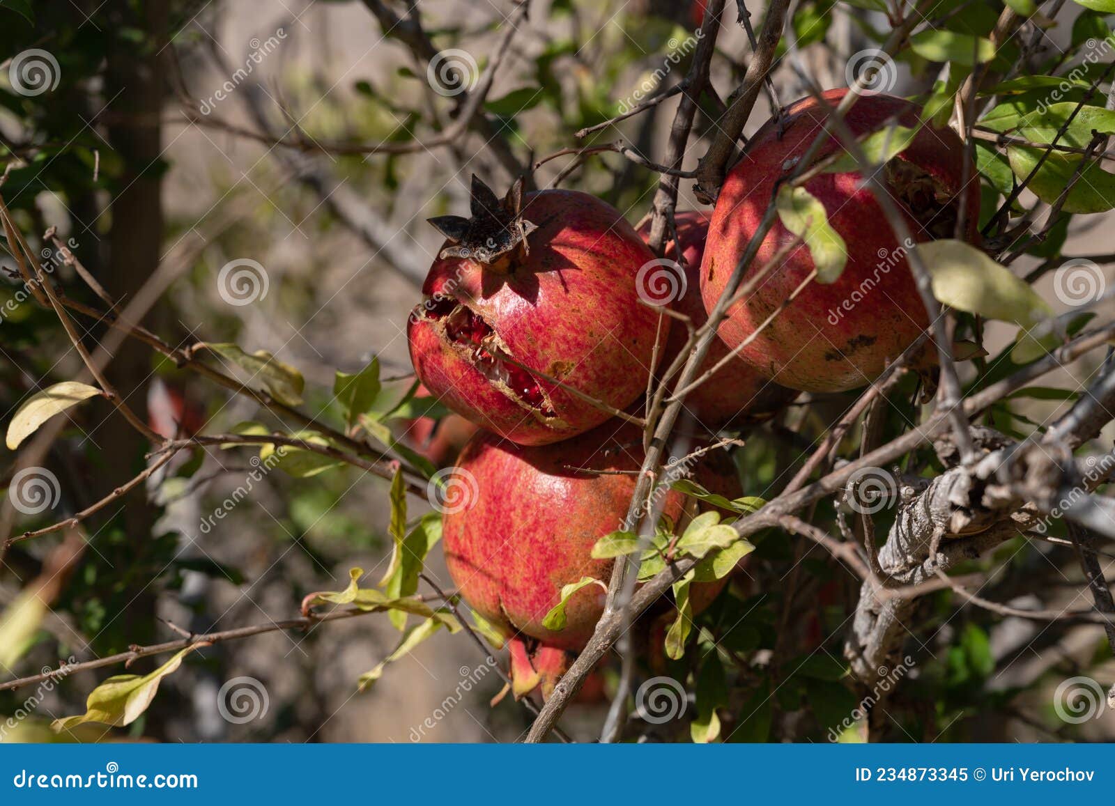 Grenades in the Tree in a Branch Stock Image - Image of fresh, harvest ...