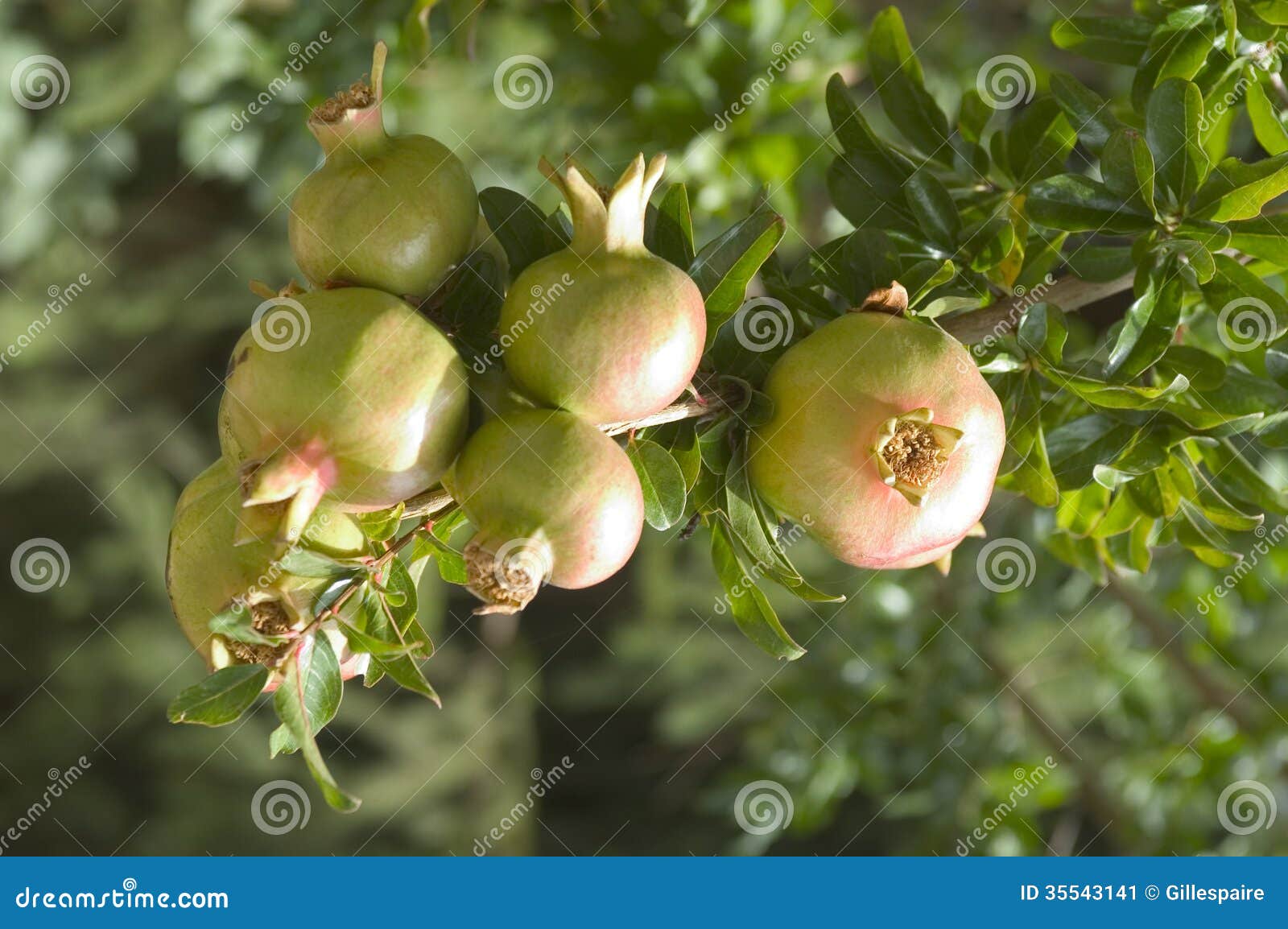 Grenades on the tree stock image. Image of antique, bridge - 35543141