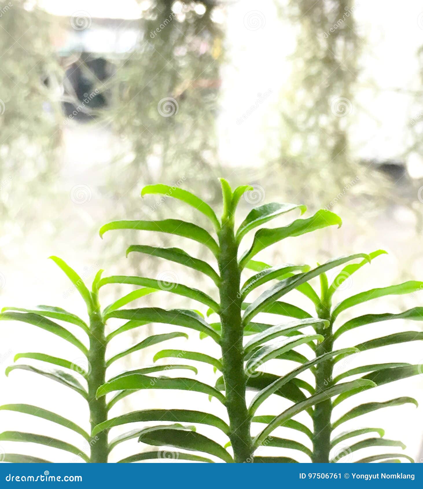 Grenn plant stock image. Image of texture, environmental - 97506761