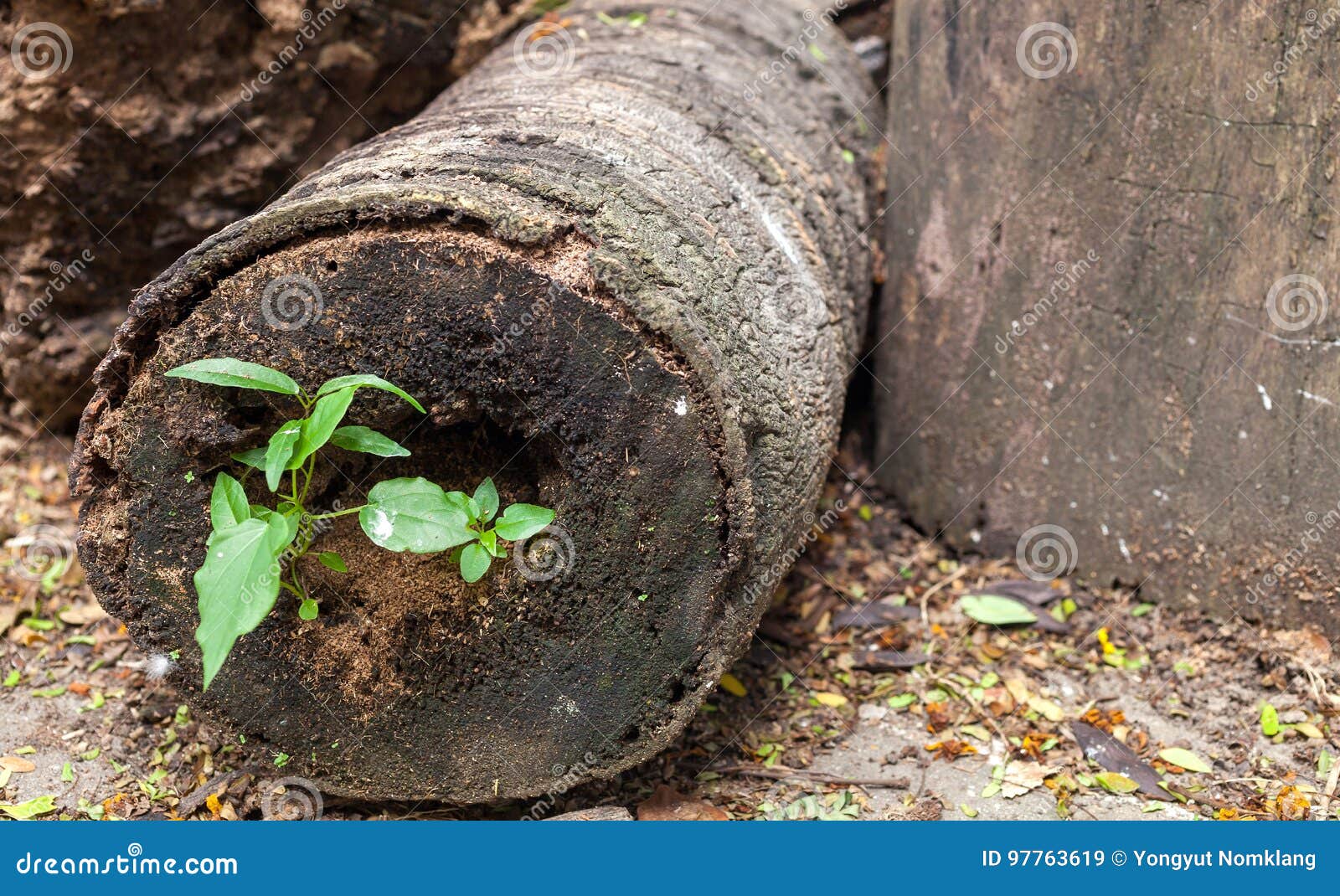 Grenn plant stock image. Image of segment, background - 97763619