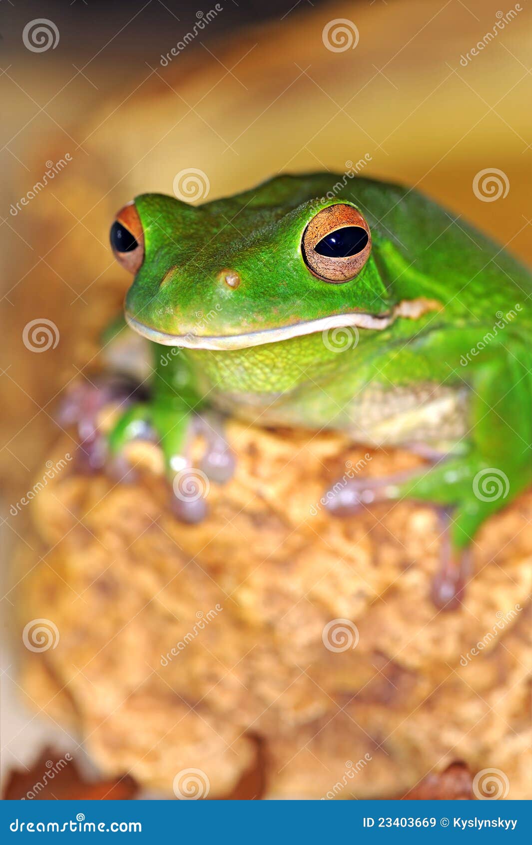 Grenouille Avec De Grands Yeux Image stock - Image du arbre, espèces ...