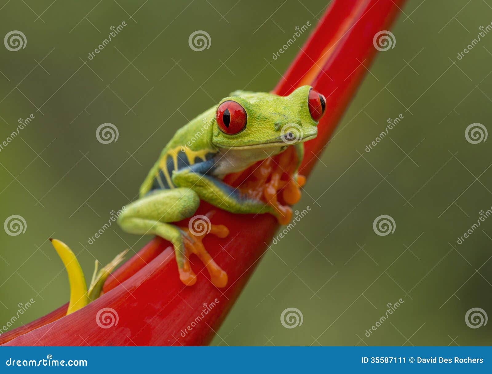 Grenouille D'arbre Aux Yeux Rouges Image stock - Image du grenouille ...