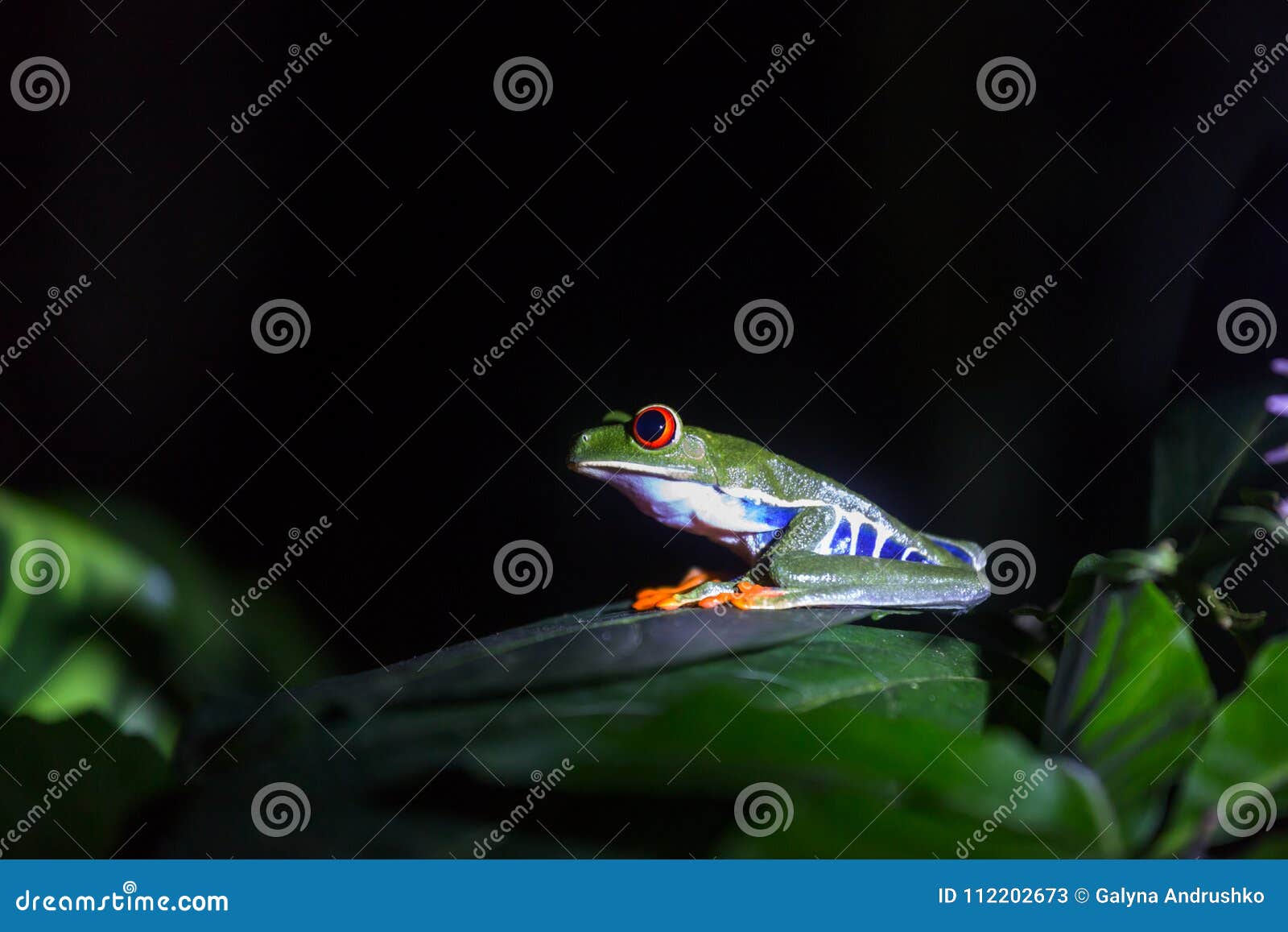 Grenouille en Costa Rica image stock. Image du faune - 112202673