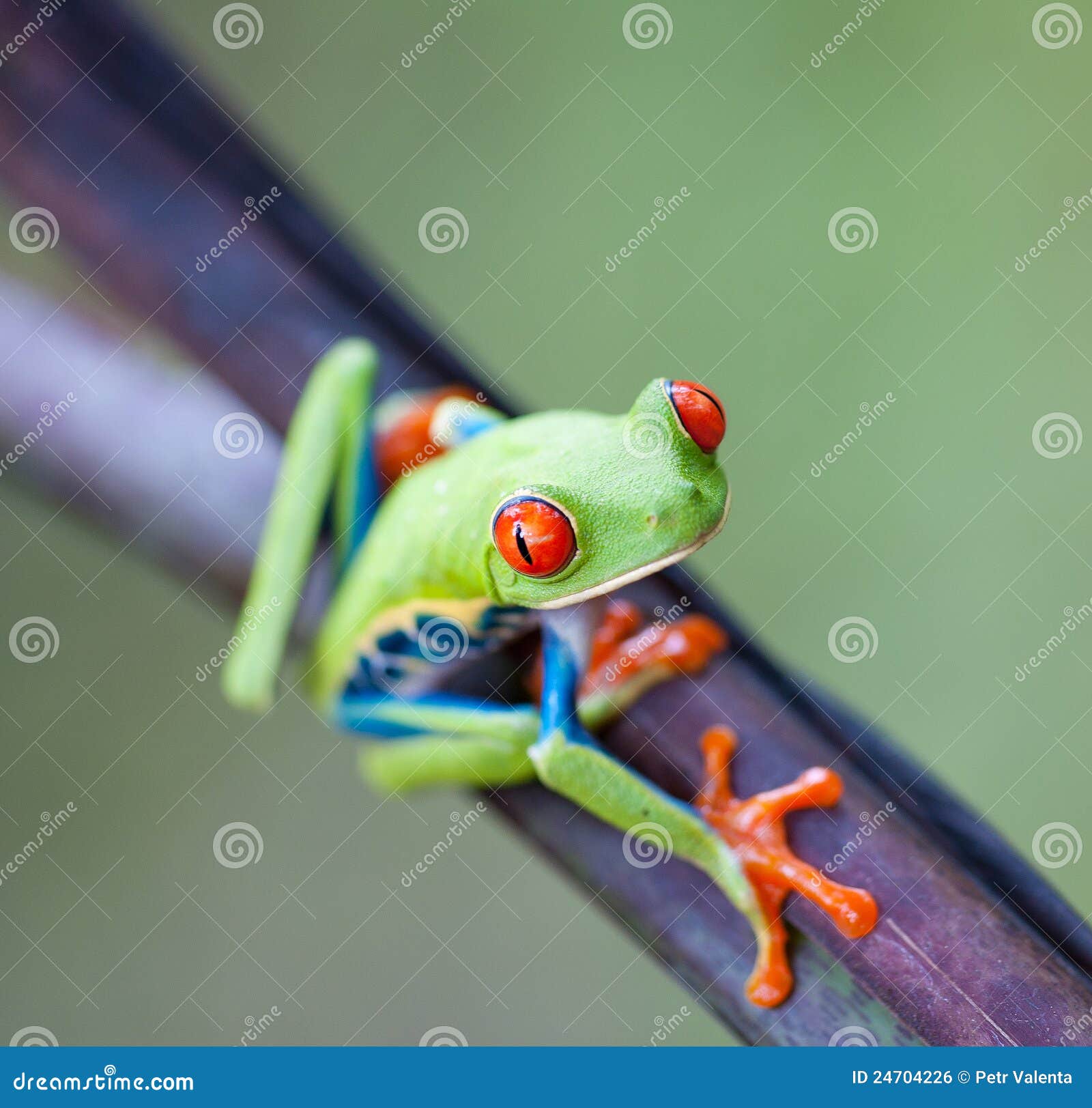 Grenouille Observée Rouge - Agalychnis, Callidryas Photo stock - Image ...