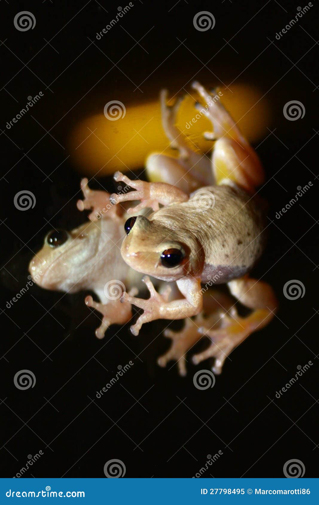 Grenouille rose image stock. Image du tropique, zoologie - 27798495