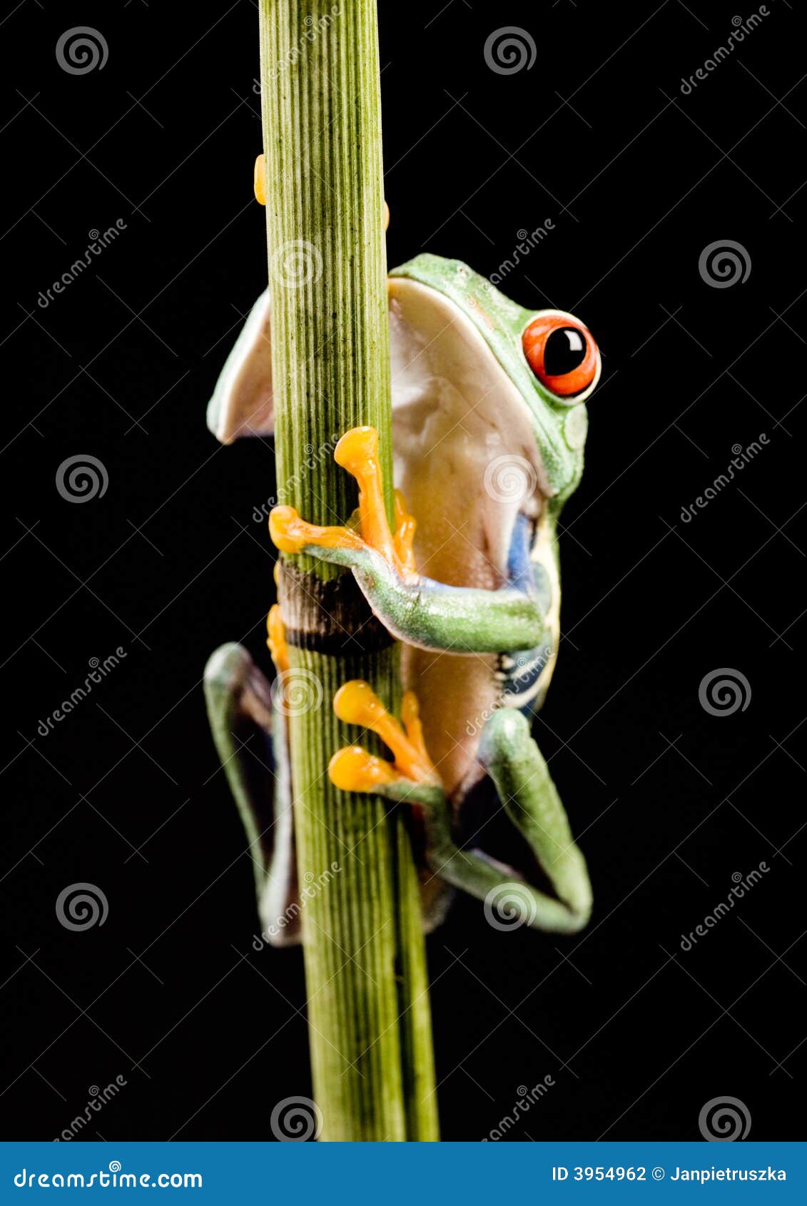 Grenouille rouge photo stock. Image du nature, faune, lame - 3954962