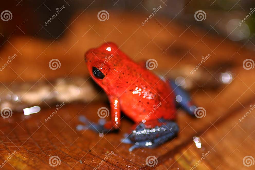 Grenouille rouge image stock. Image du écologie, charmer - 561755