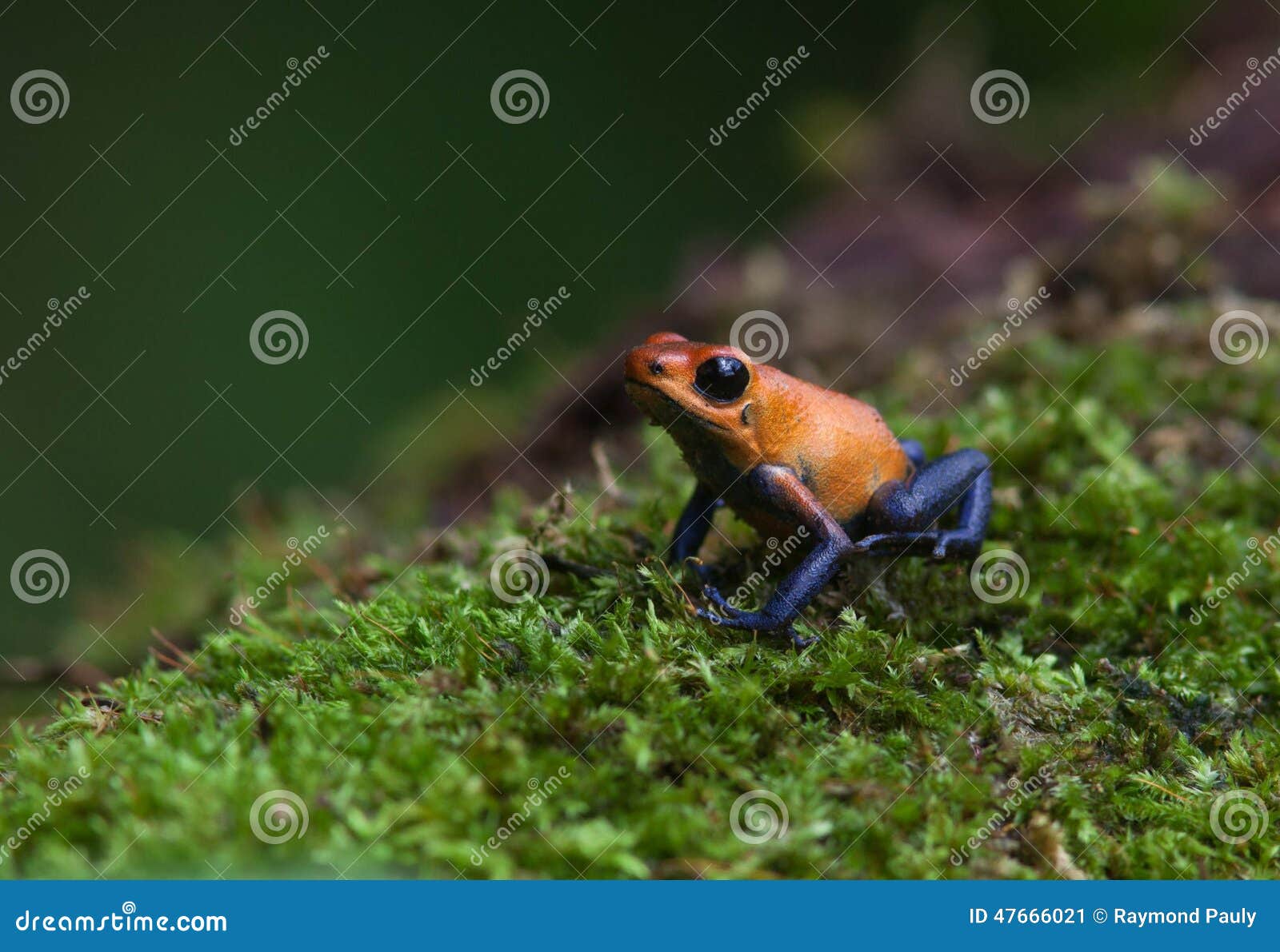 Belle Grenouille Rouge Photos Stock - Téléchargez 273 Photos libres de ...