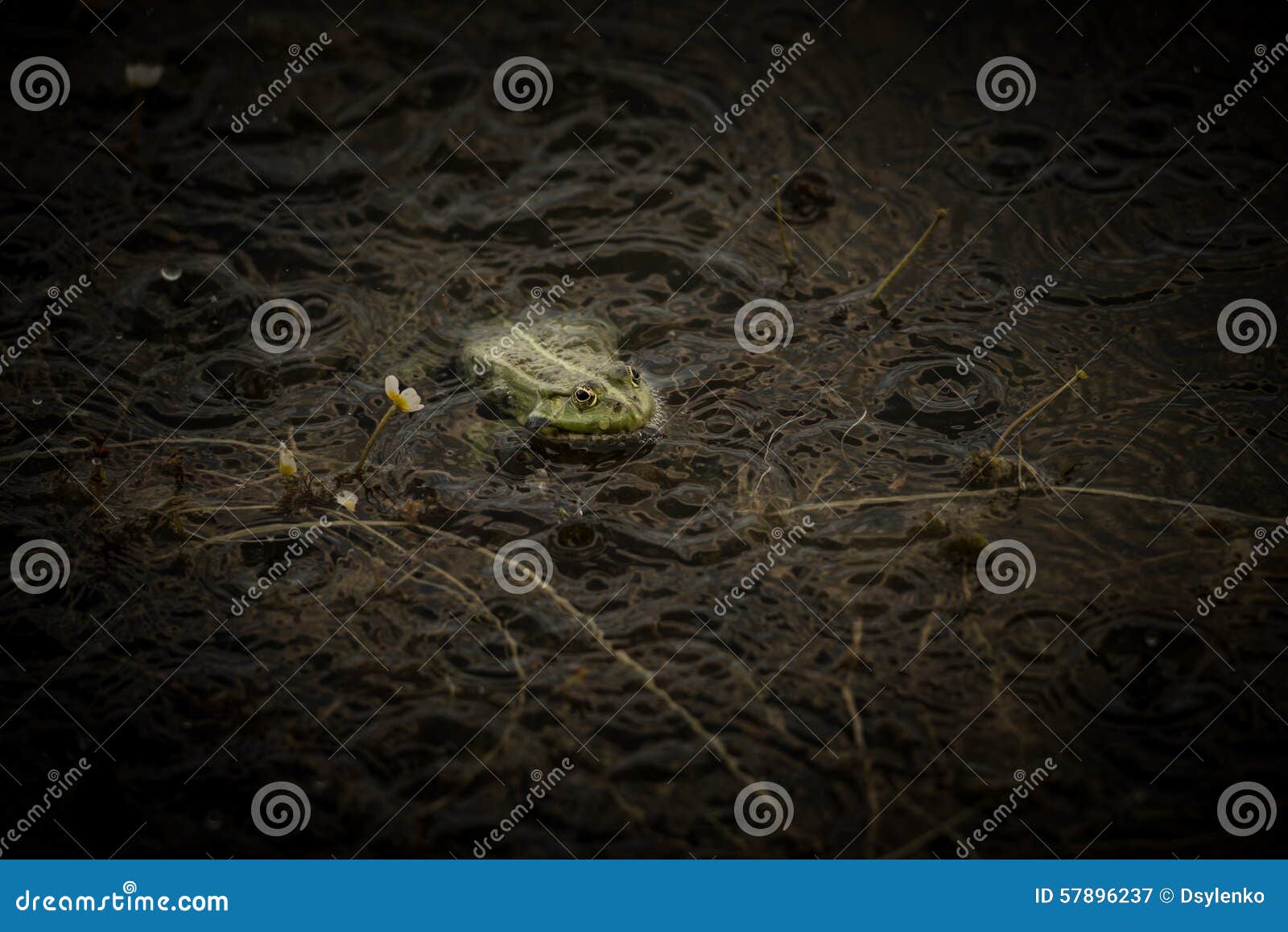 Grenouille sous la pluie image stock. Image du marais - 57896237