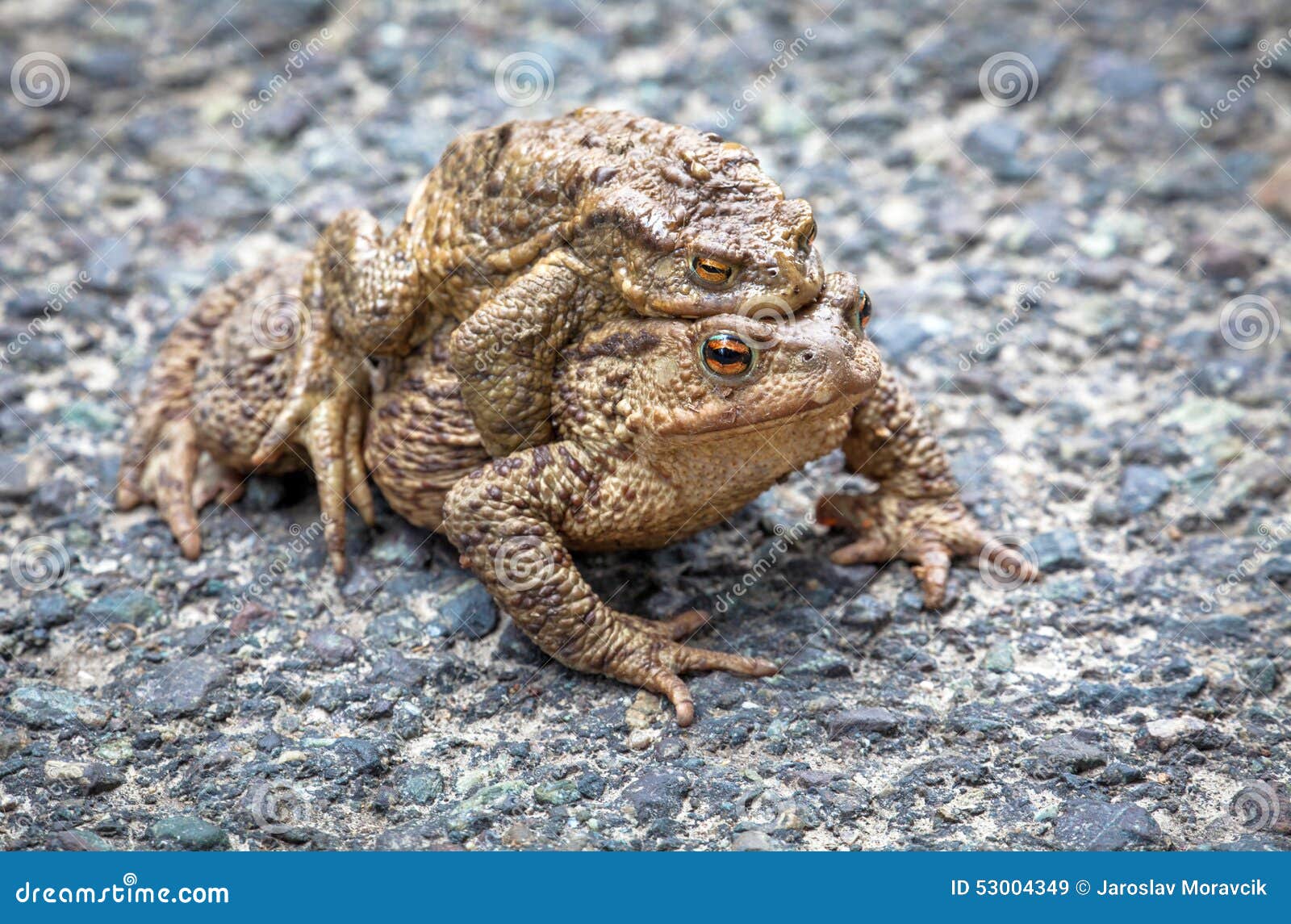 Grenouilles De Accouplement Image stock - Image du reproduction ...