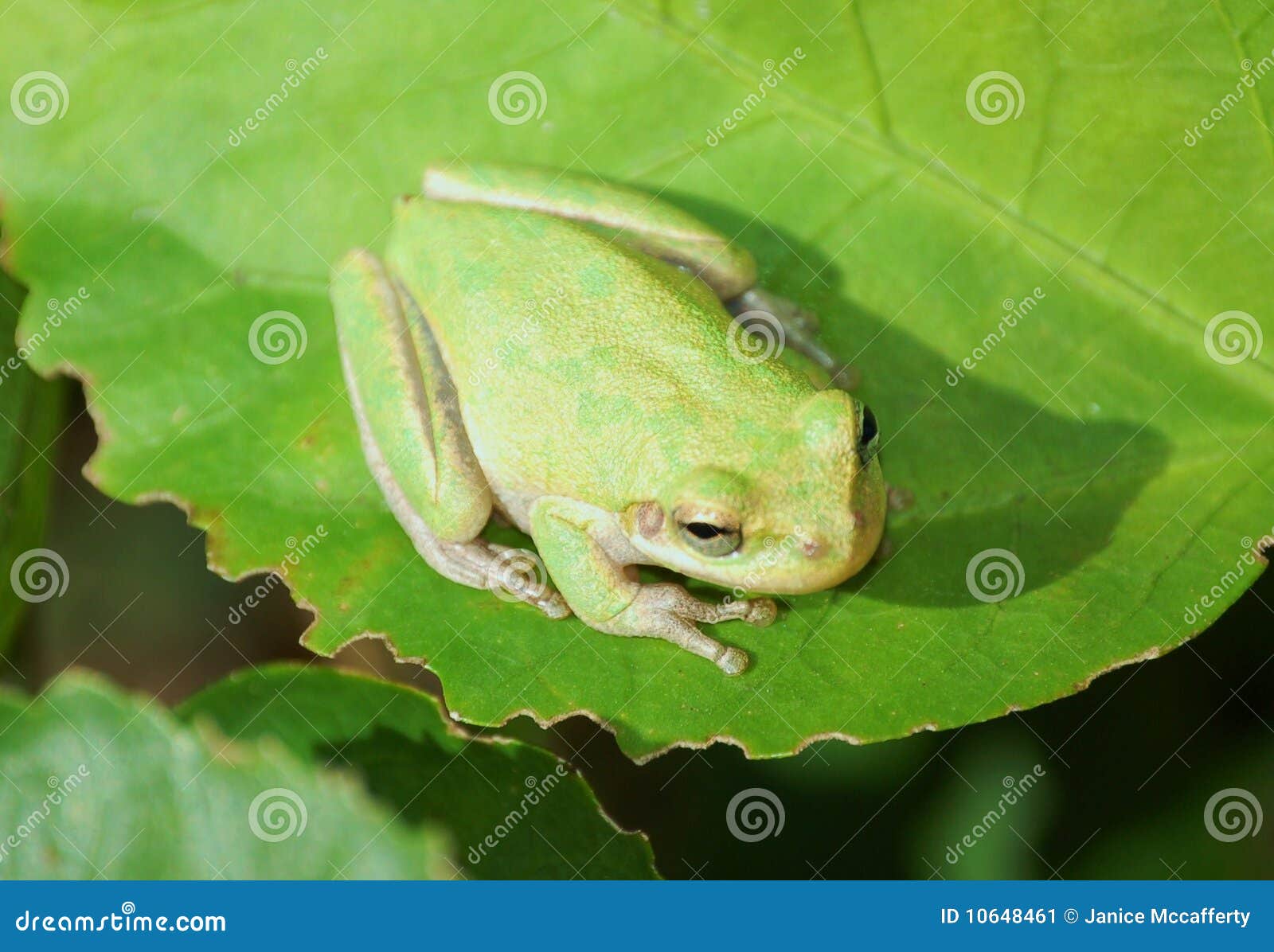 Grenouilles de pluie image stock. Image du crapauds, tropical - 10648461
