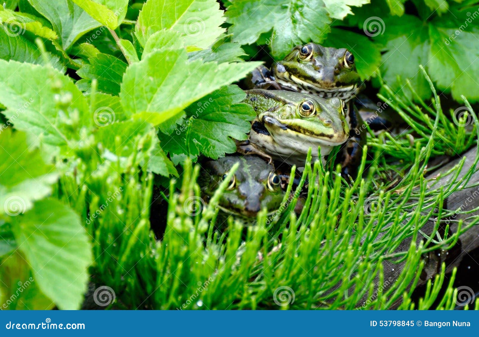 Grenouilles drôles image éditorial. Image du grenouilles - 53798845