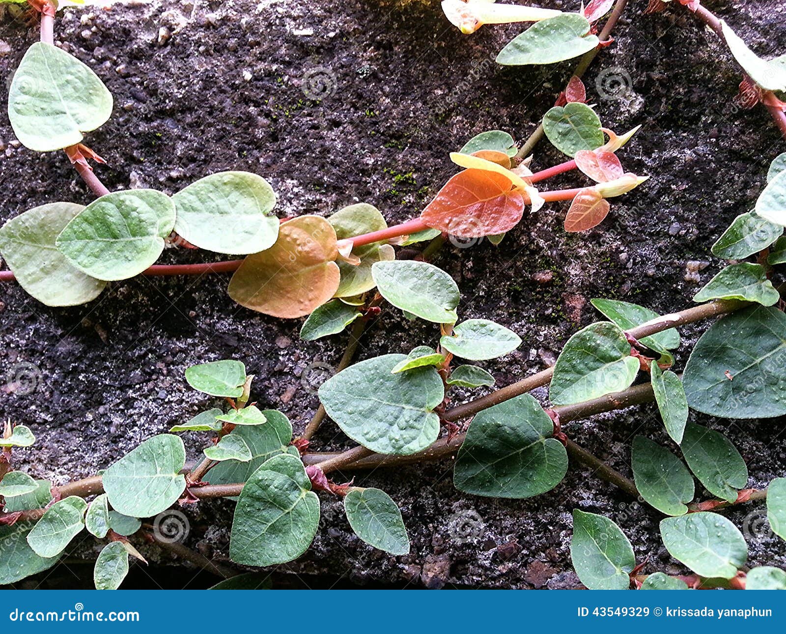 Gress纹理 库存图片. 图片 包括有 本质, 格朗基, 自然, 工厂, 环境, 贝多芬, 绿色, 植物群 - 43549329