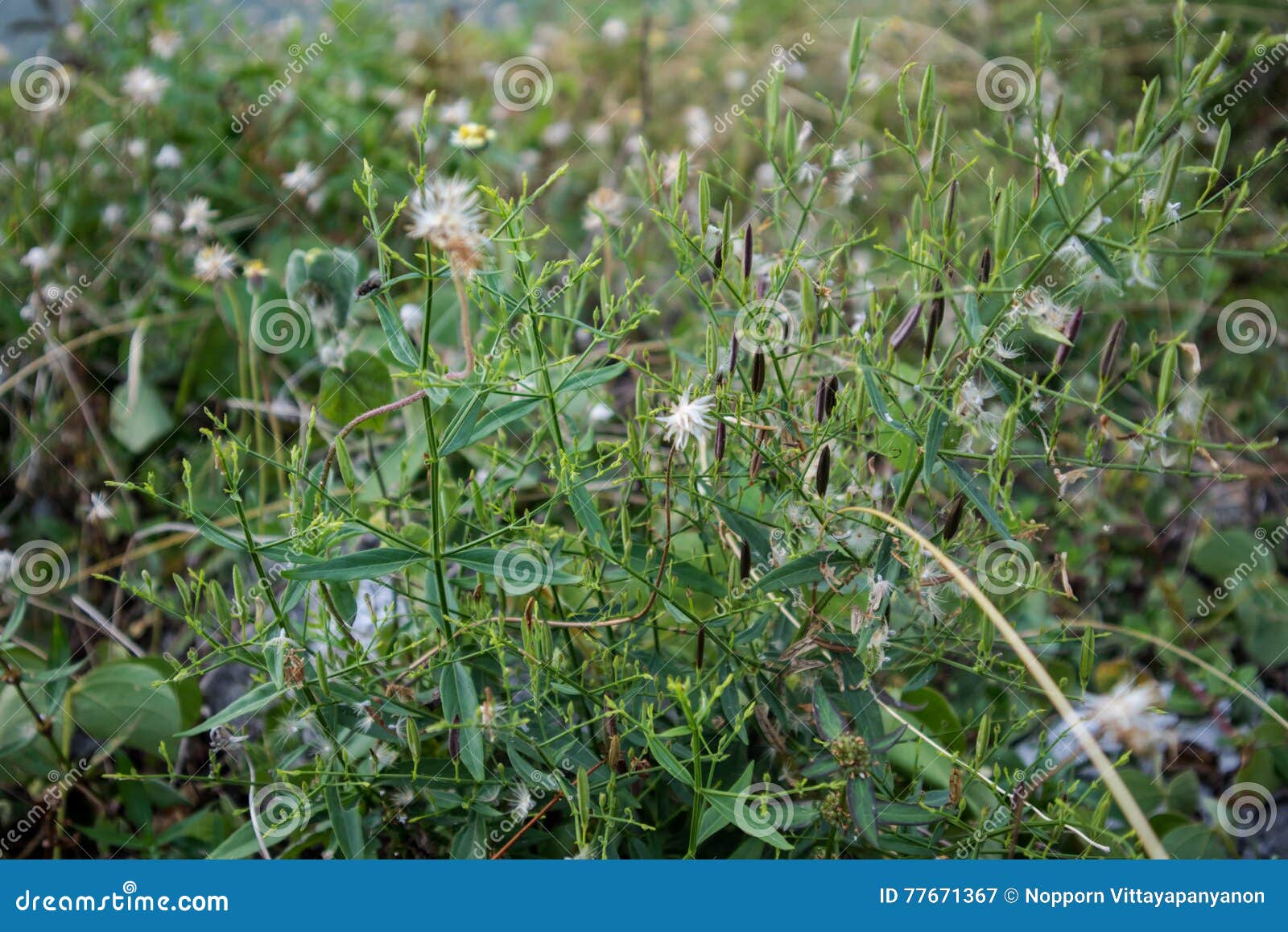 Gress stock afbeelding. Image of bomen, groen, openlucht - 77671367