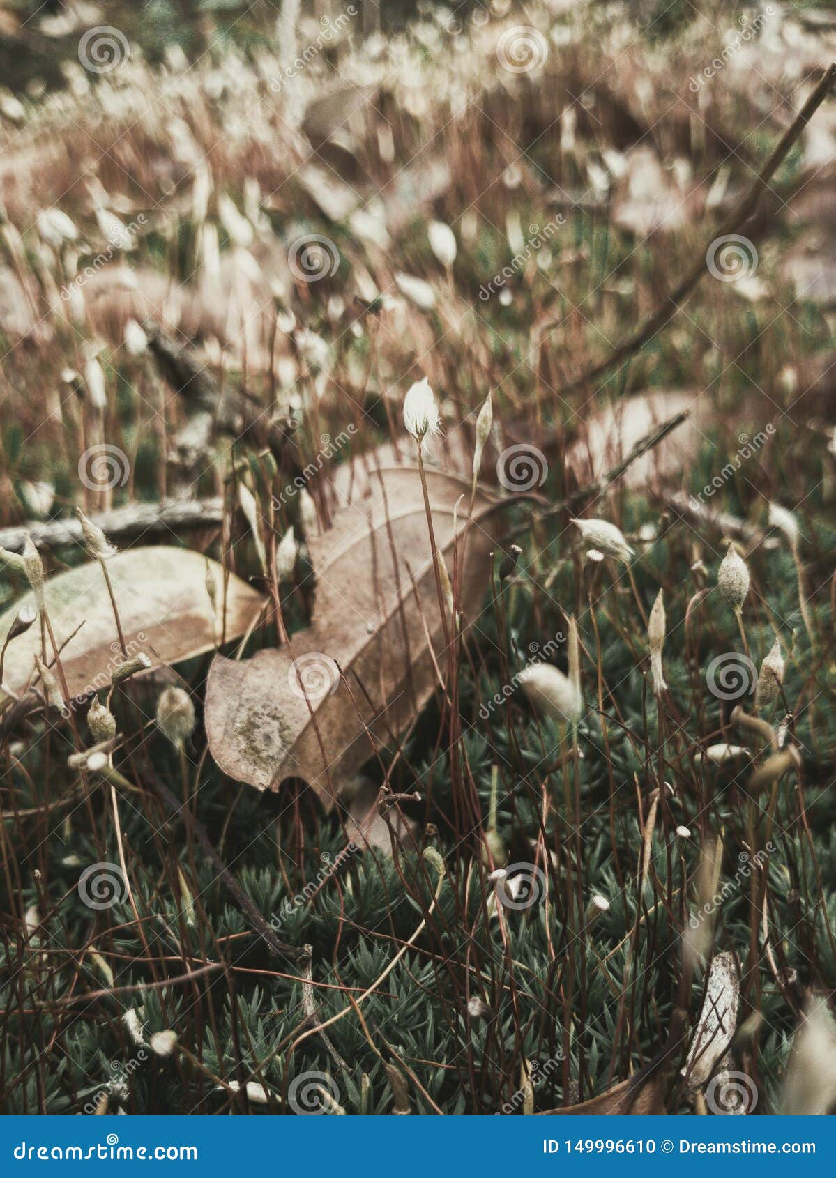 Gress Stock Photos - Download 809 Royalty Free Photos