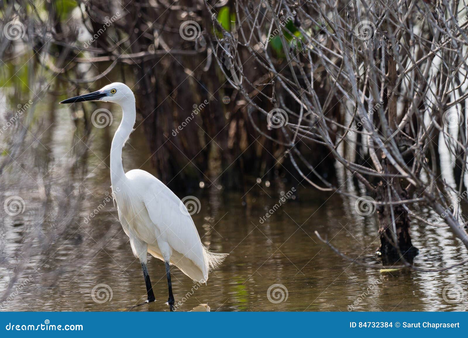 Gret Egret stock photo. Image of wader, large, tree, heron - 84732384